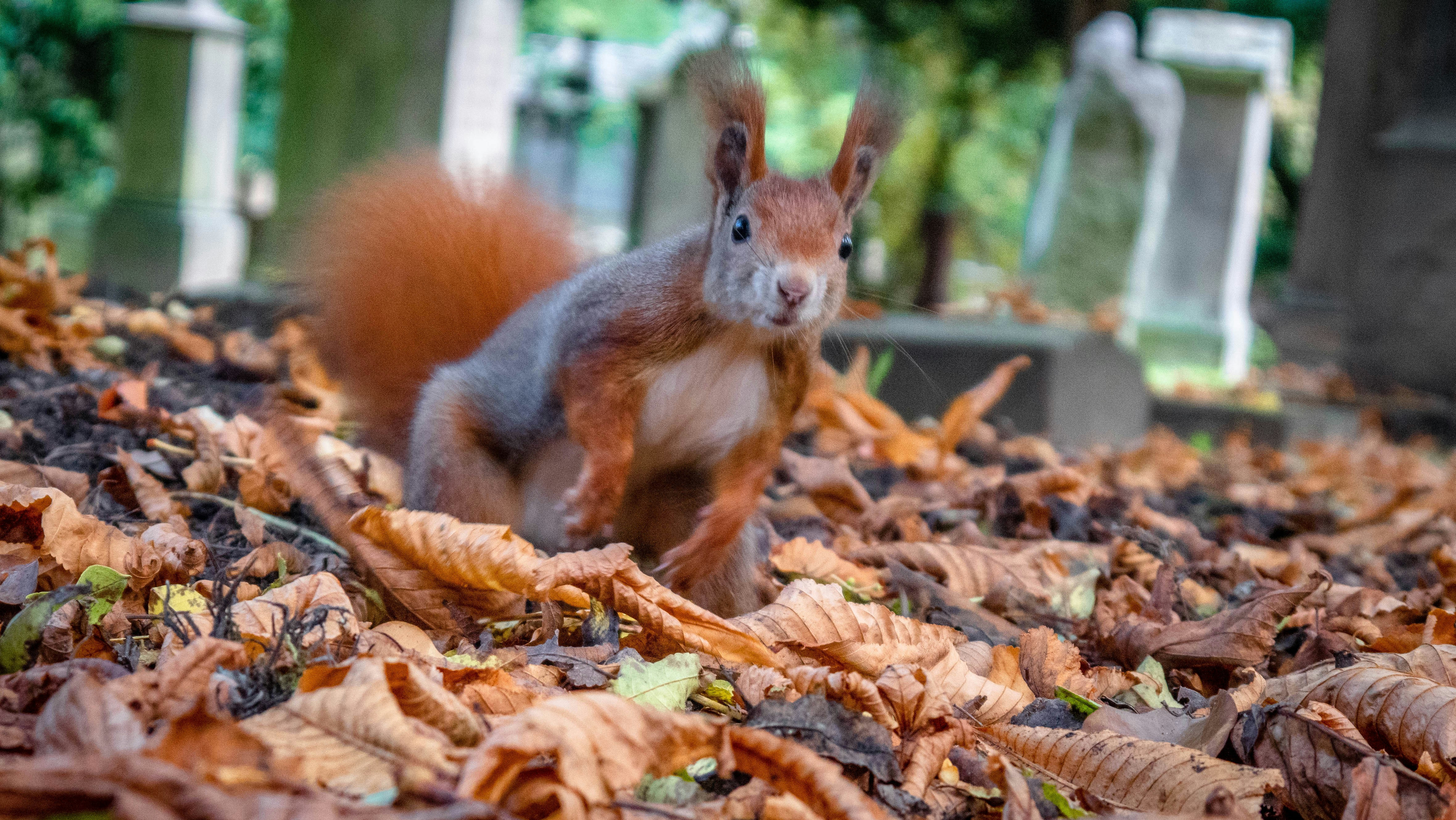 A red squirrel amidst a carpet of fallen leaves in a tranquil cemetery, showcasing the beauty of nature in an unexpected setting.
