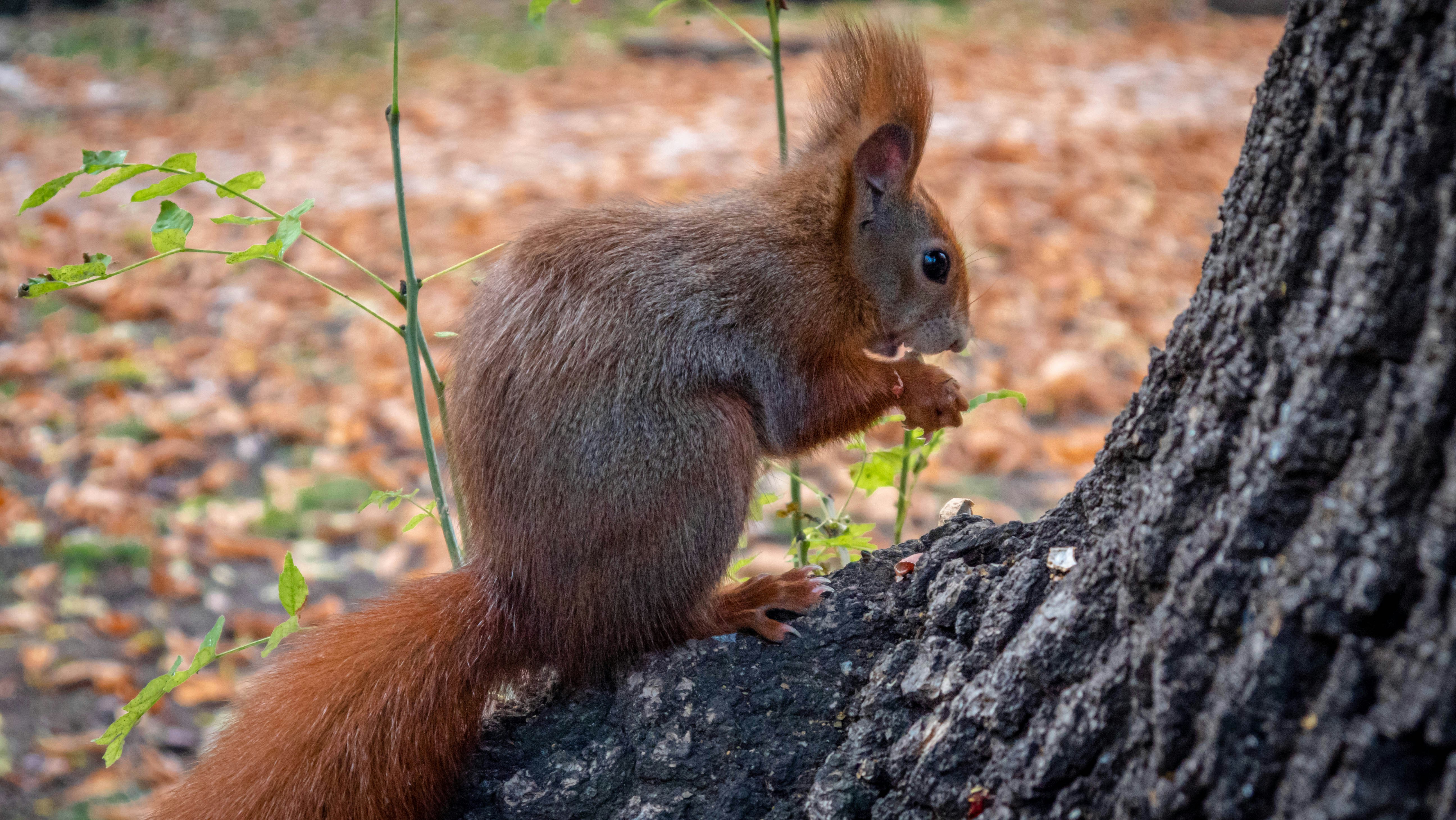 Squirrel on the Bark: An Autumn Moment of Texture