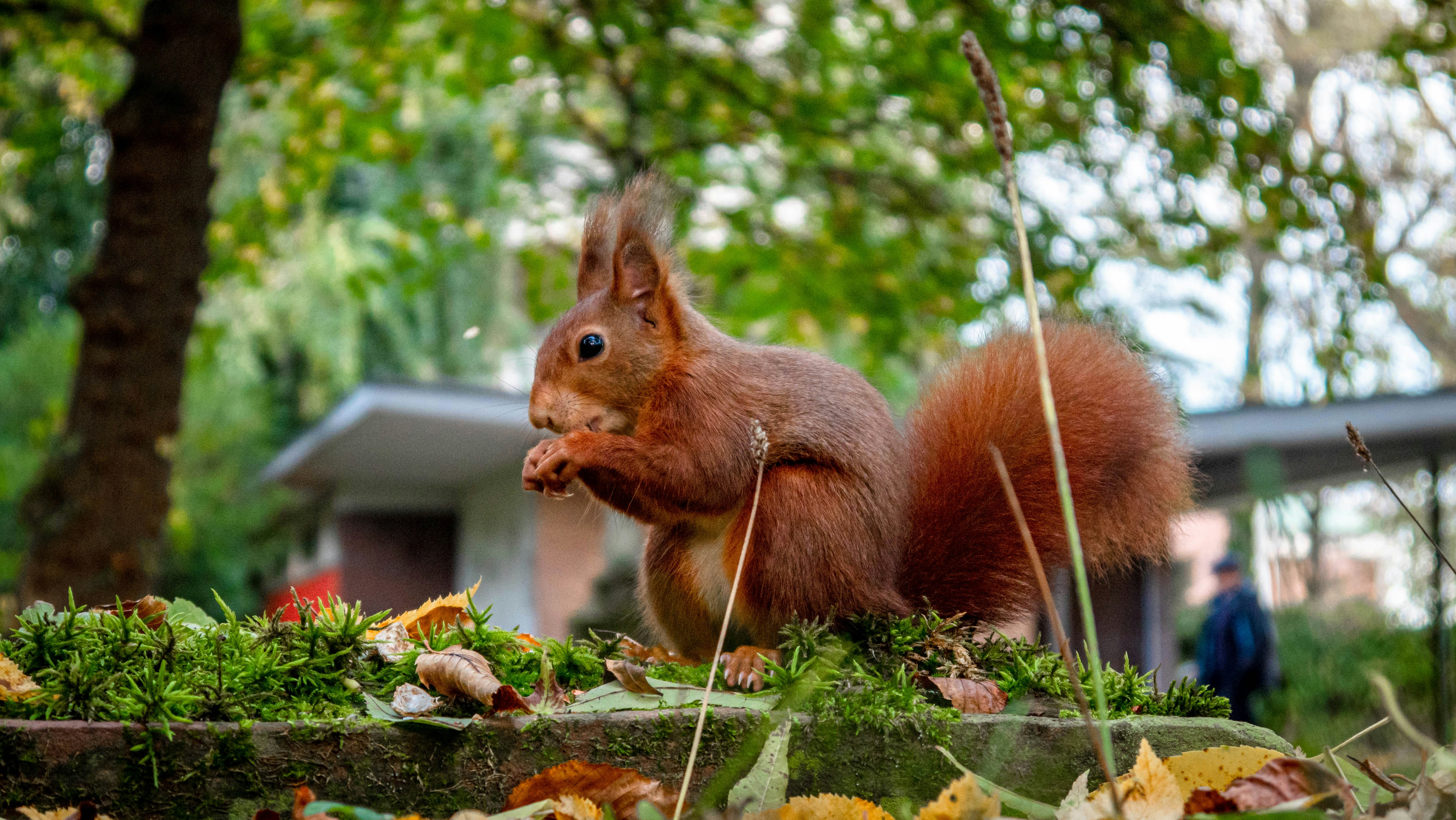 Red Squirrel Scout Guarding a Mossy Log Cache
