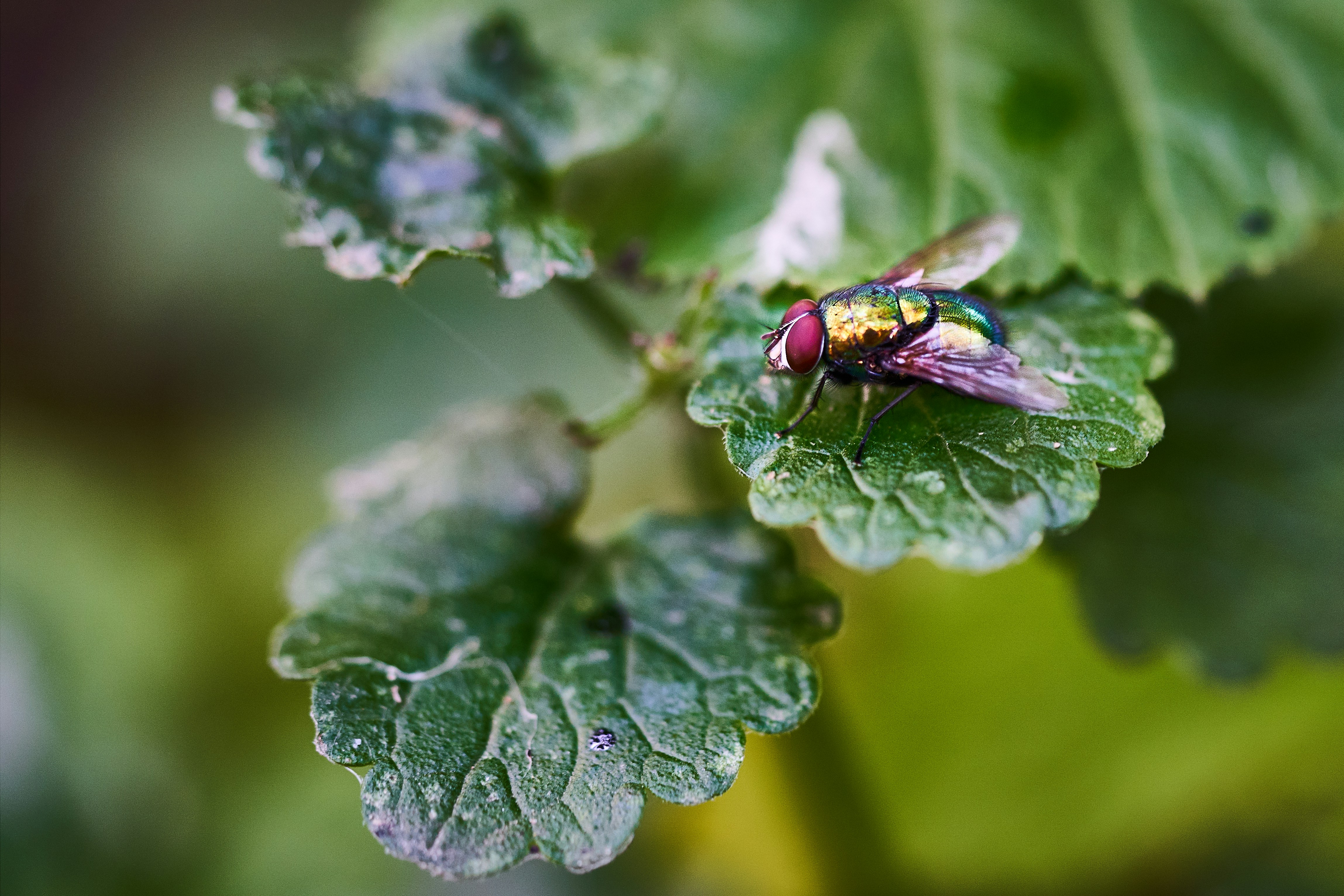 green and black house fly on green leaf photo – Free Insect Image on ...