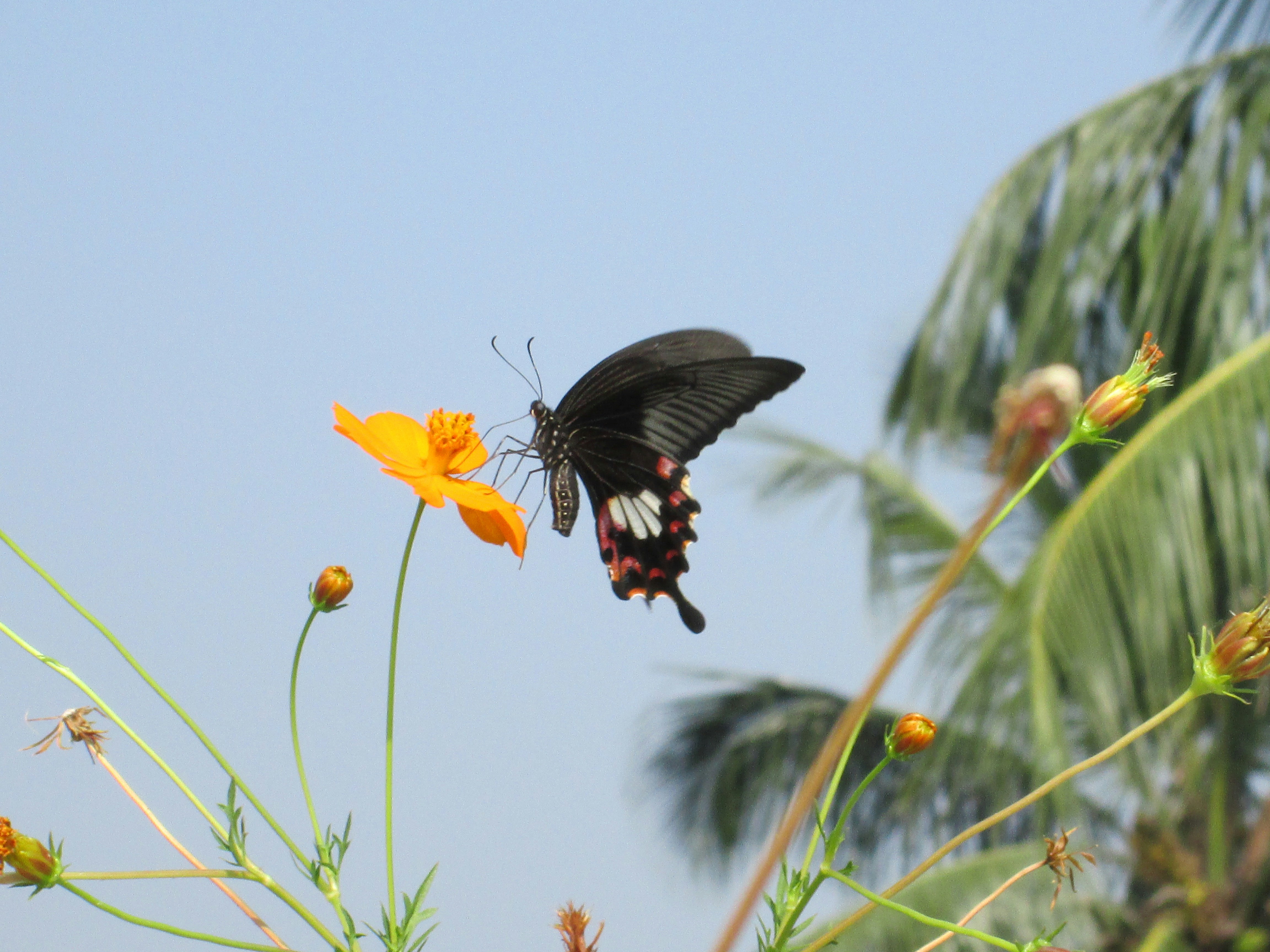 Sample photo from Canon PowerShot A2500