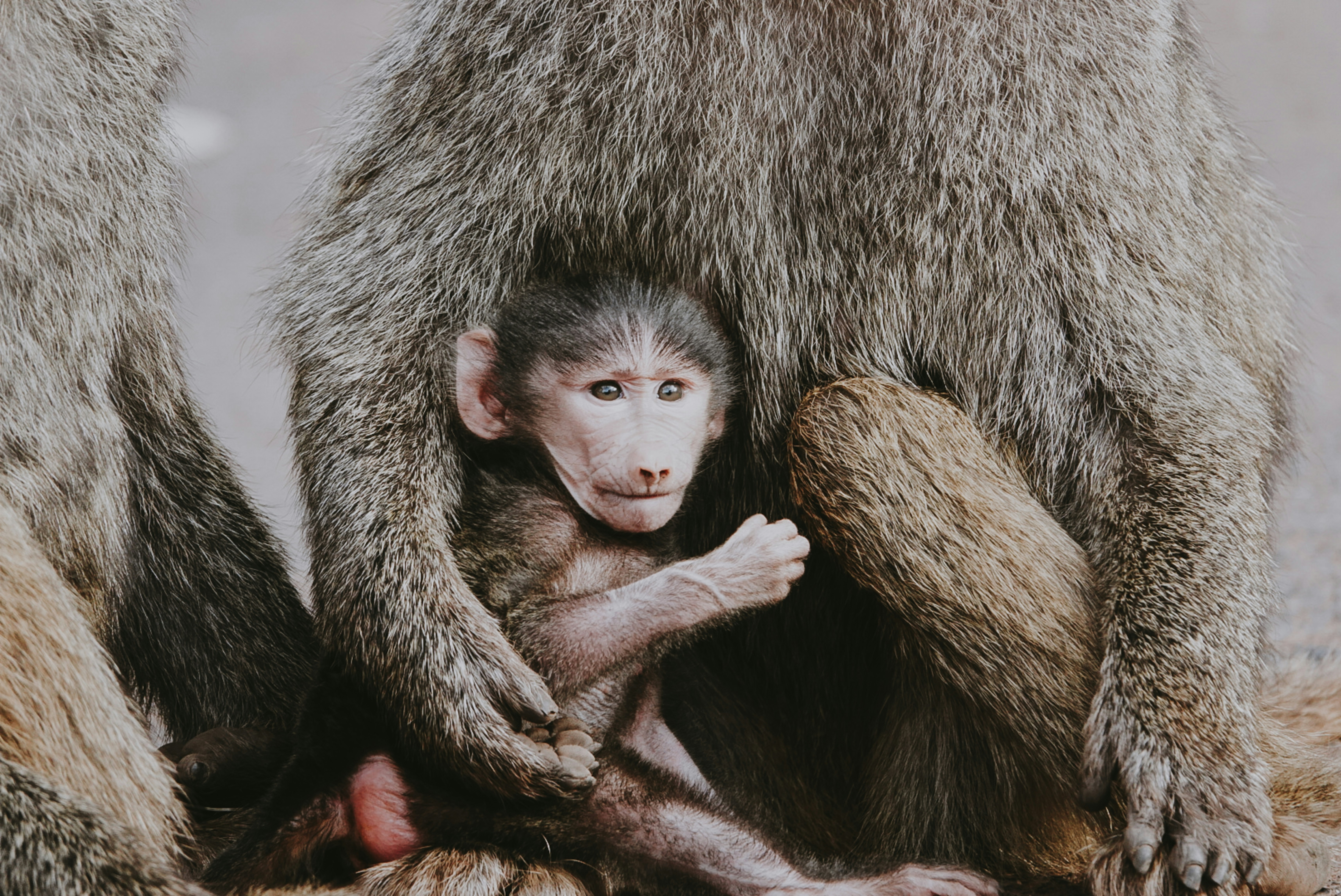 A baby macaque is nestled in its mother's arms, the soft fur framing a delicate face. This photograph emphasizes maternal bonding and the tactile texture of fur.