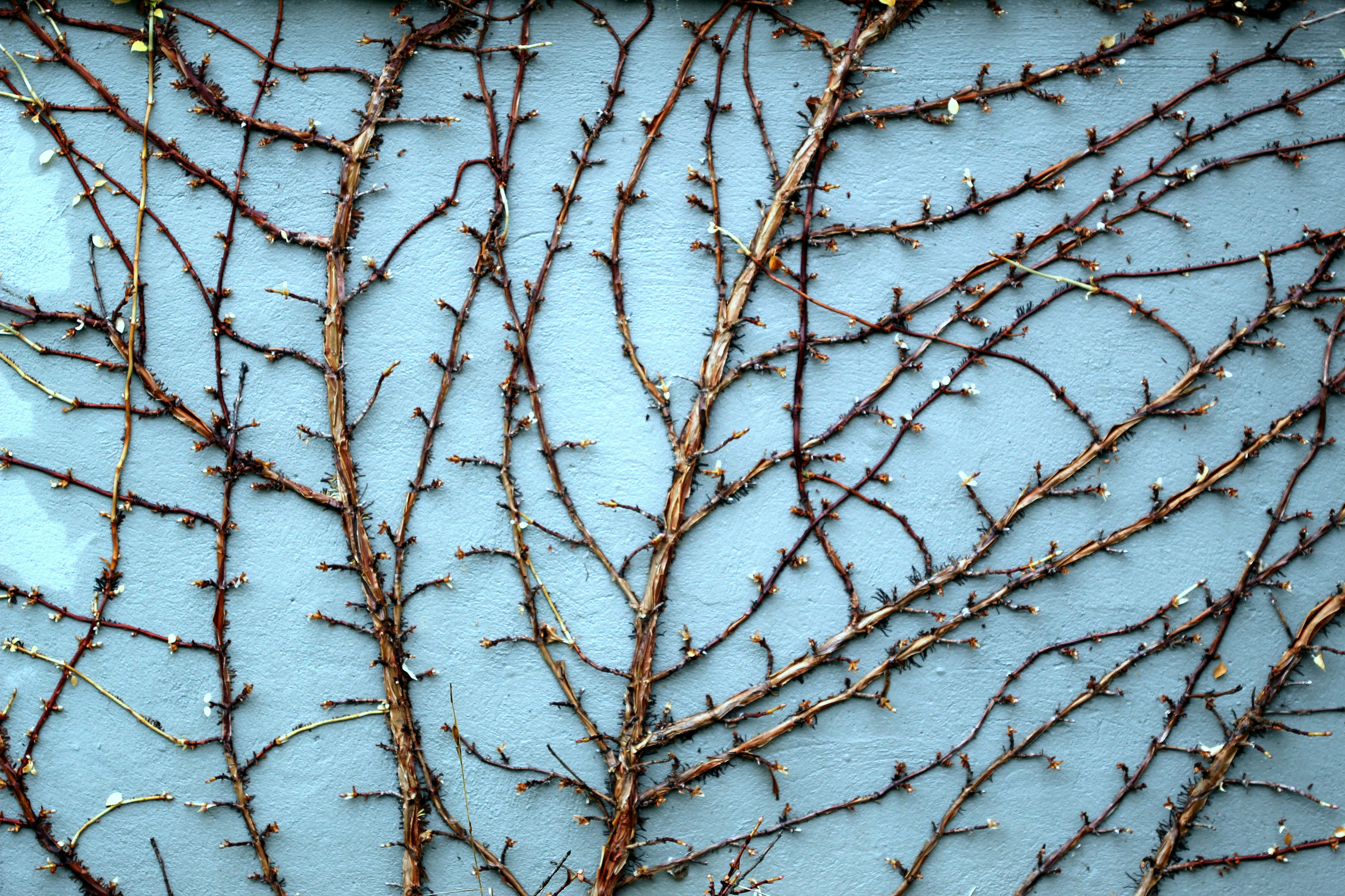 brown roots on teal concrete wall