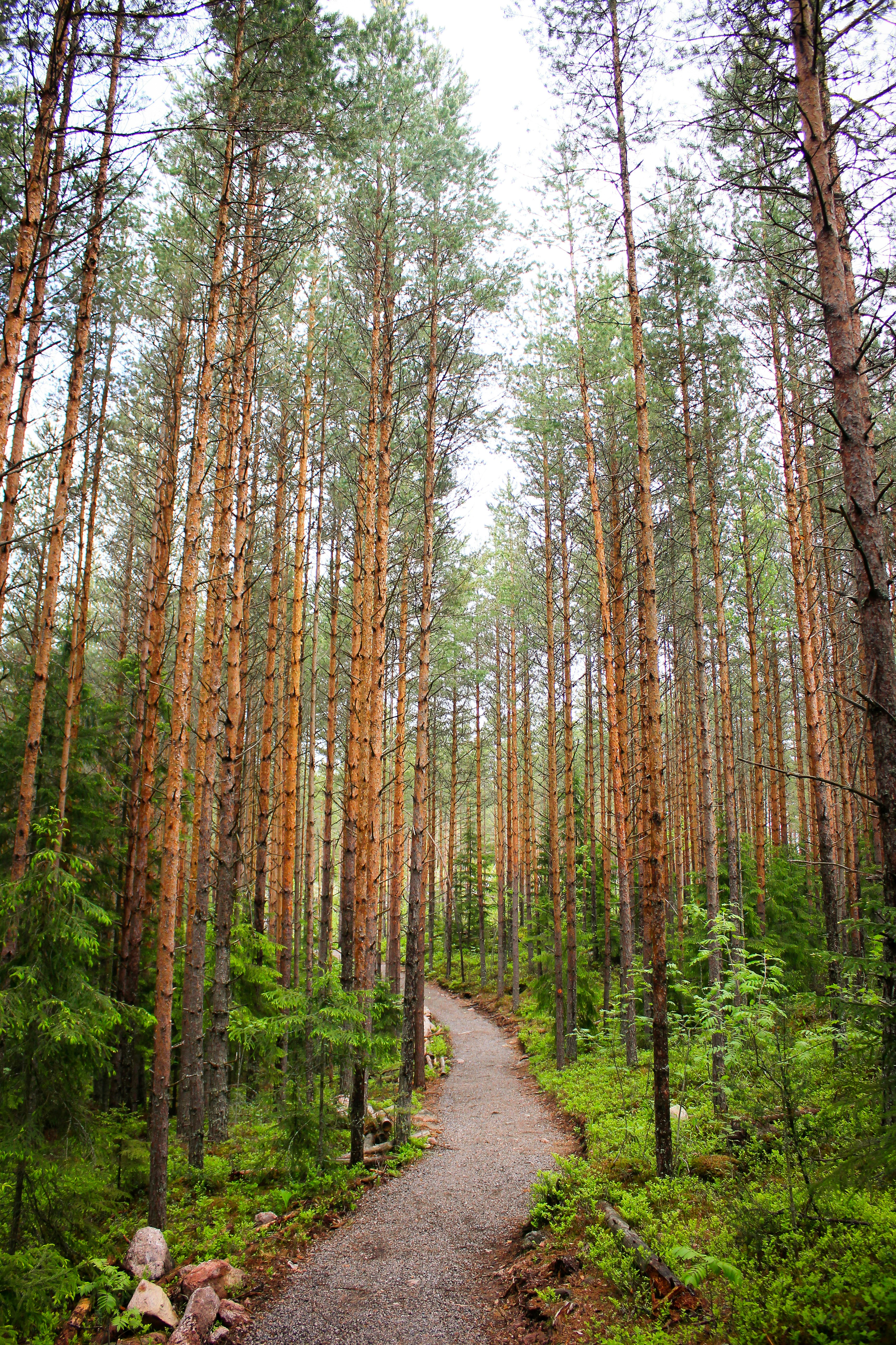 Finnish Forest Pictures | Download Free Images on Unsplash