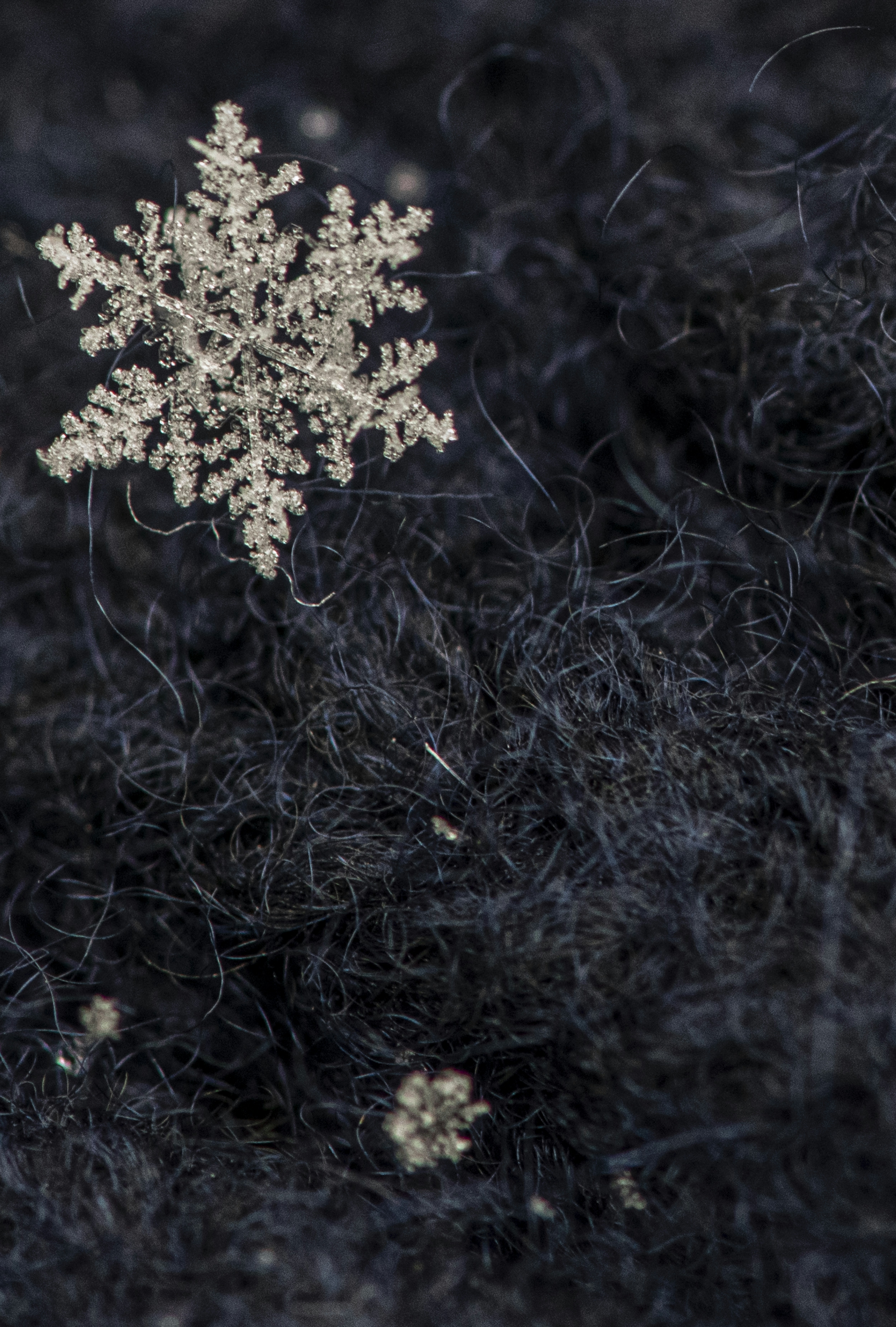 Snowflake on grass photo – Free Grey Image on Unsplash