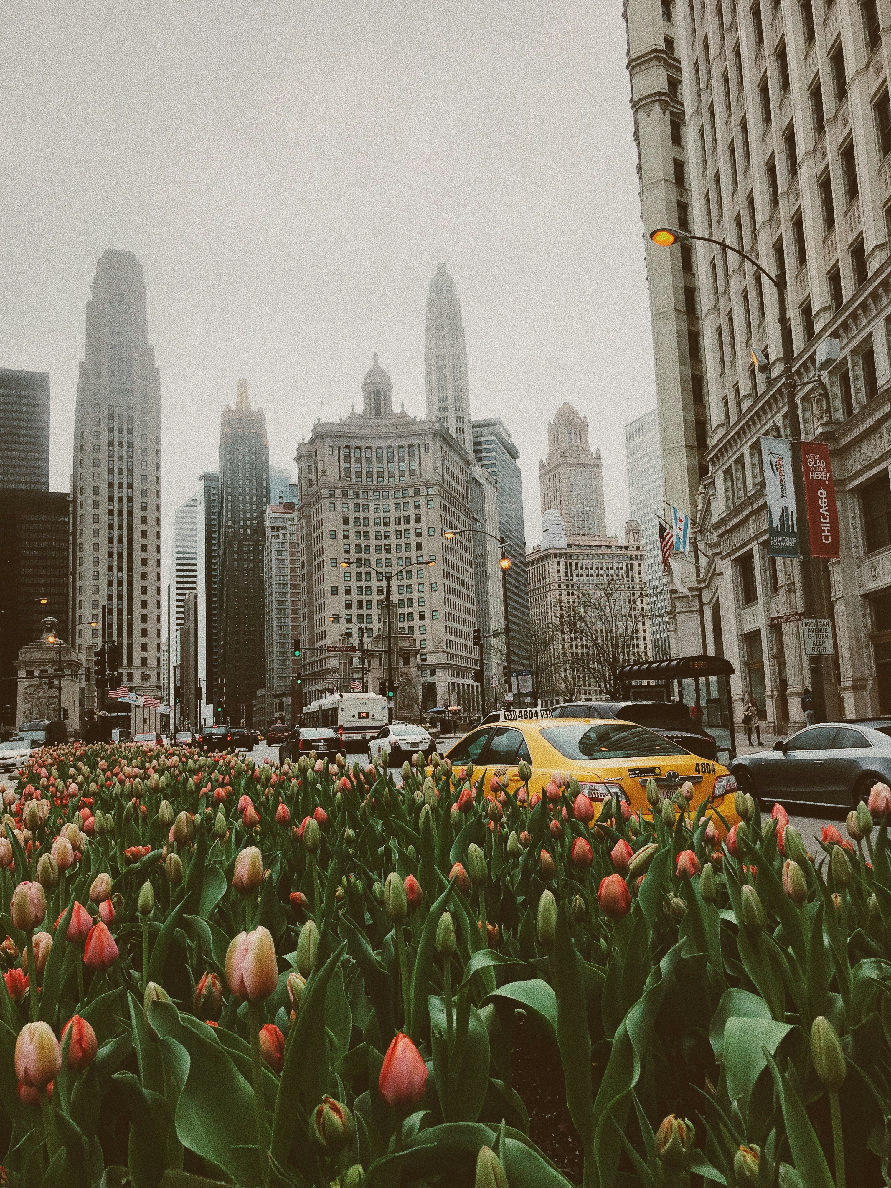 Colorful tulips in full bloom line a bustling city street, with towering skyscrapers and a cloudy sky in the background.