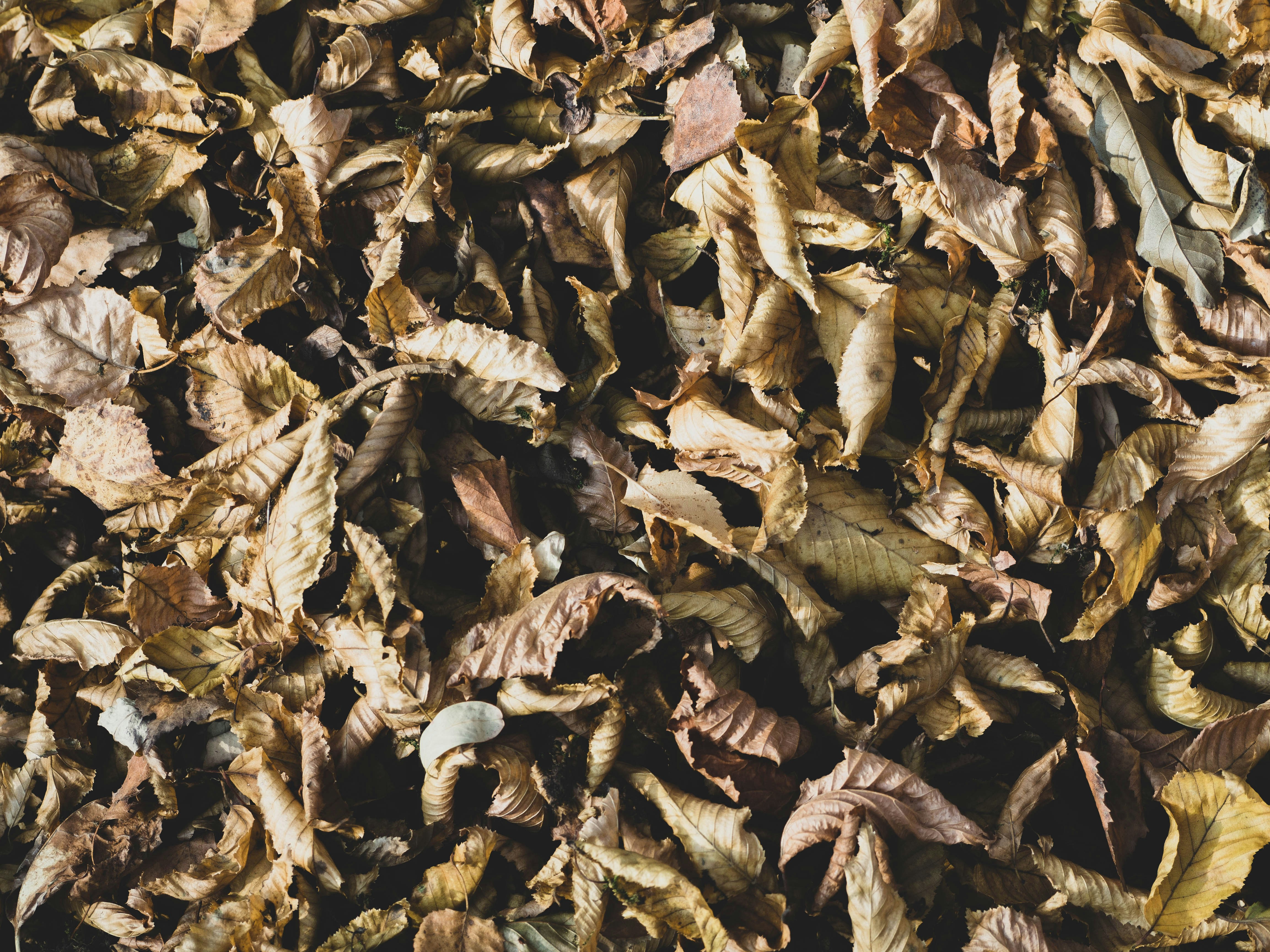 Brown and gold leaves densely cover the ground, capturing the essence of a forest floor in late autumn.
