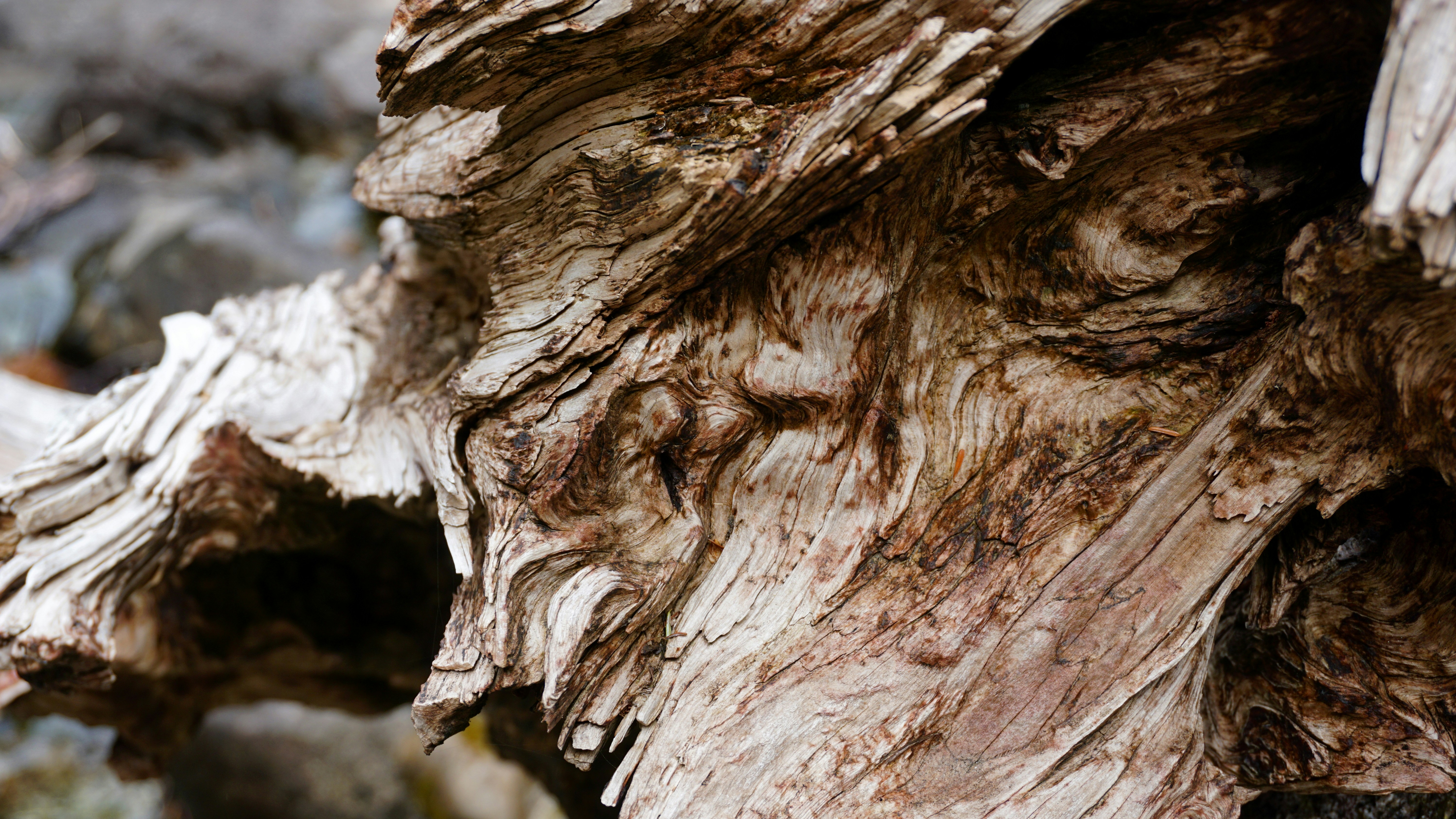 Intricate patterns on weathered driftwood with smooth stones in the background.