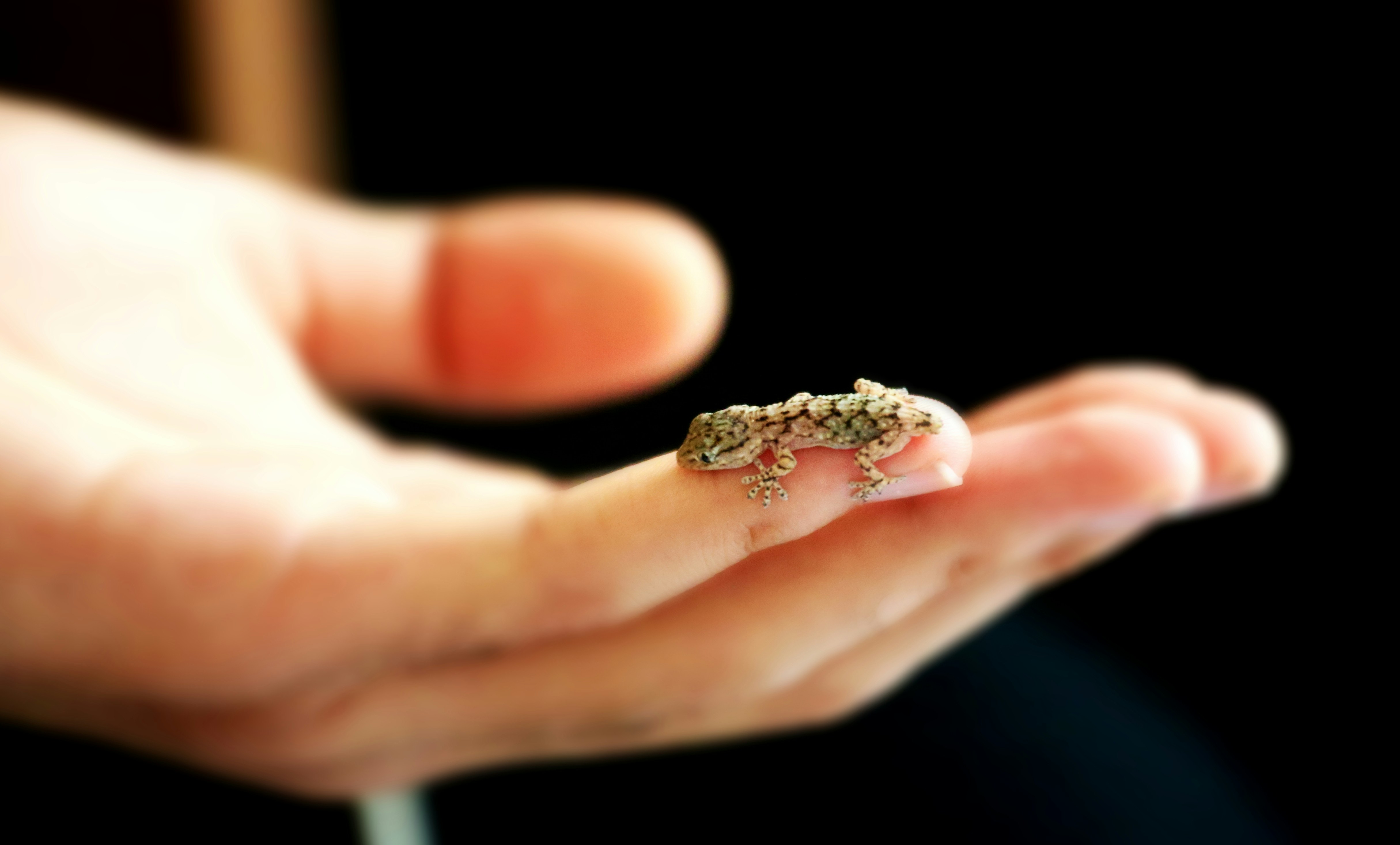 Small brow lizard on pinky finger photo – Free Animal Image on Unsplash
