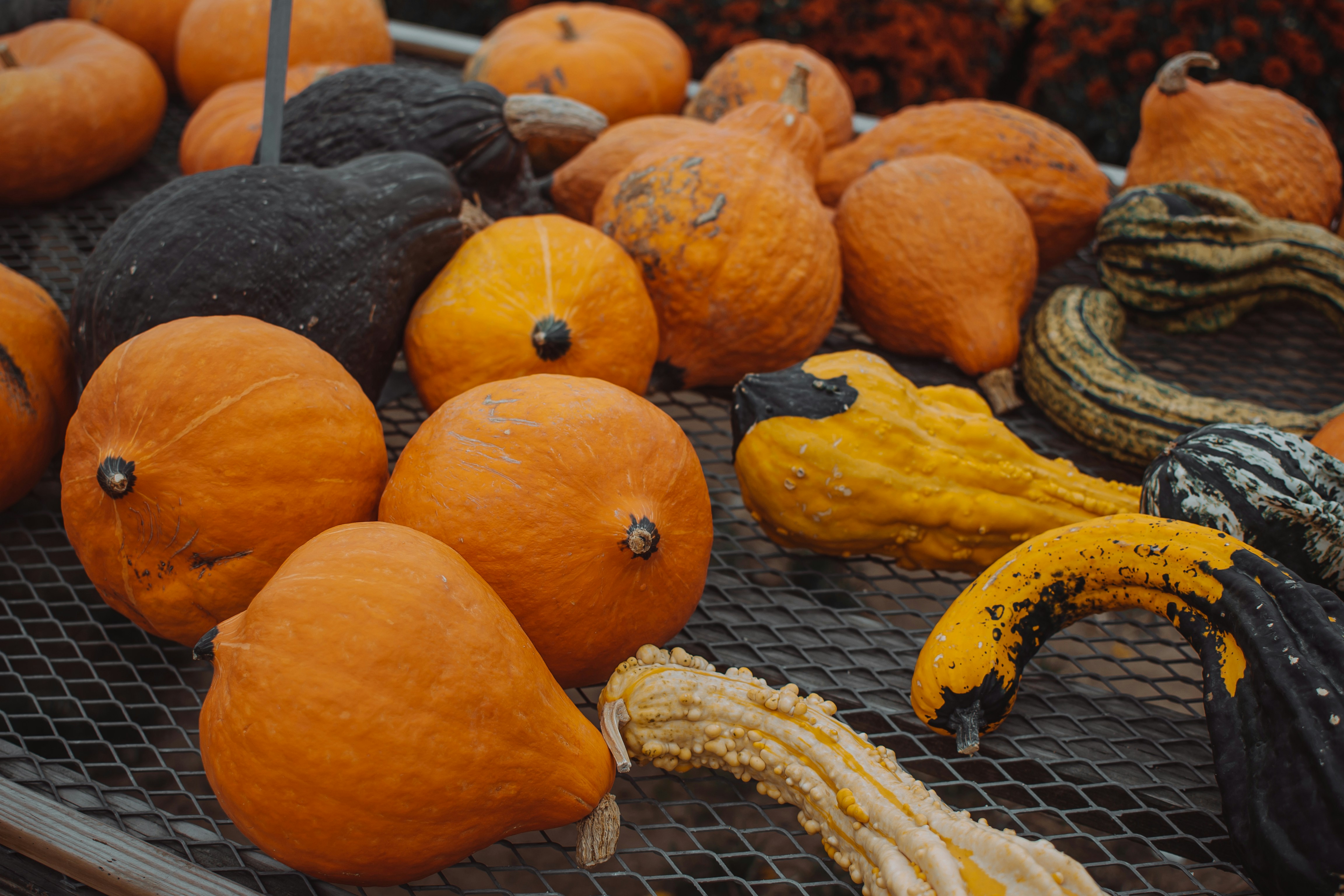 A vibrant assortment of pumpkins and gourds in various shapes and colors resting on a mesh surface, highlighting the diversity of autumn produce.