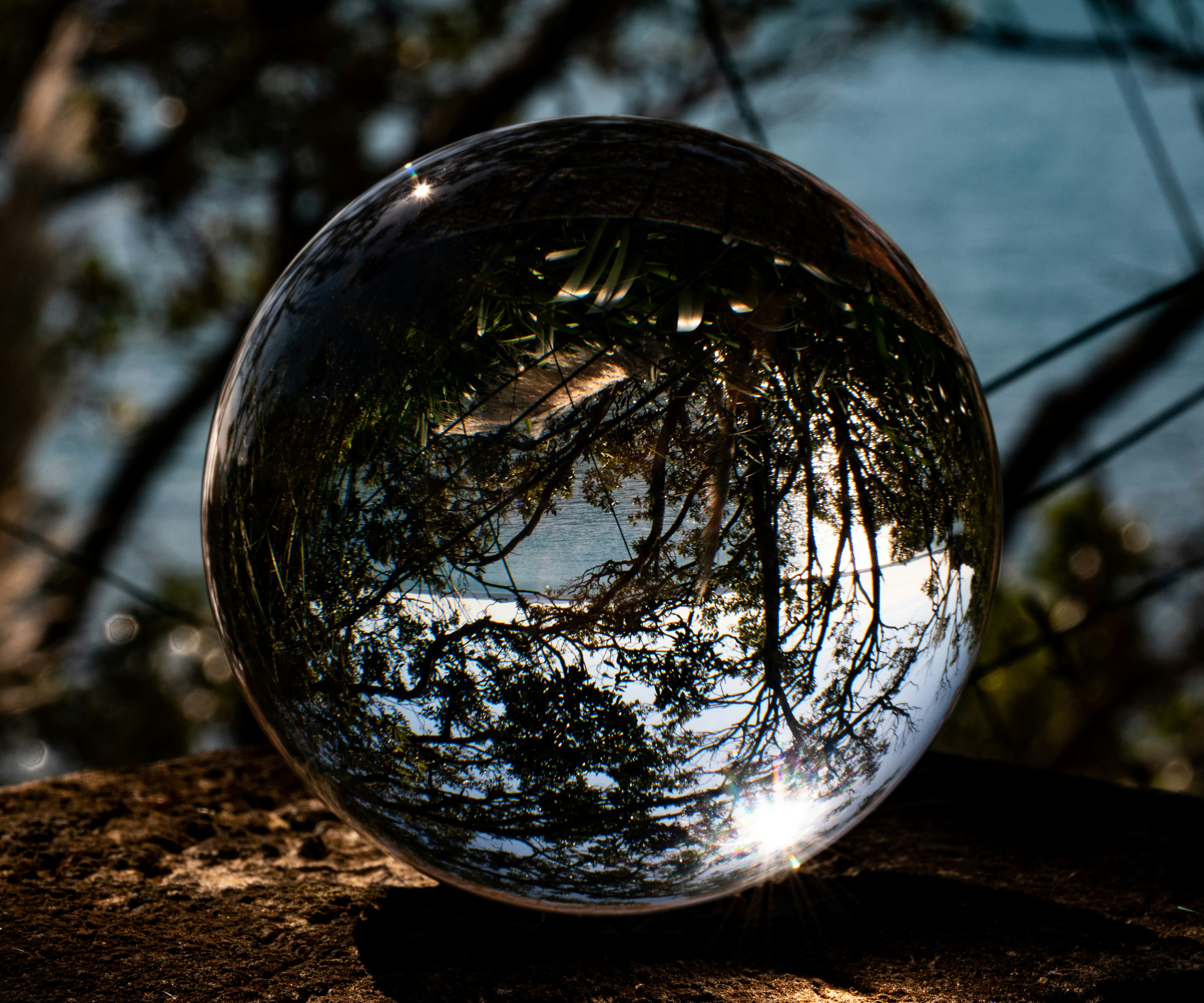 Inverted Forest in a Crystal Orb: Sunlight, Shadows, Reflections