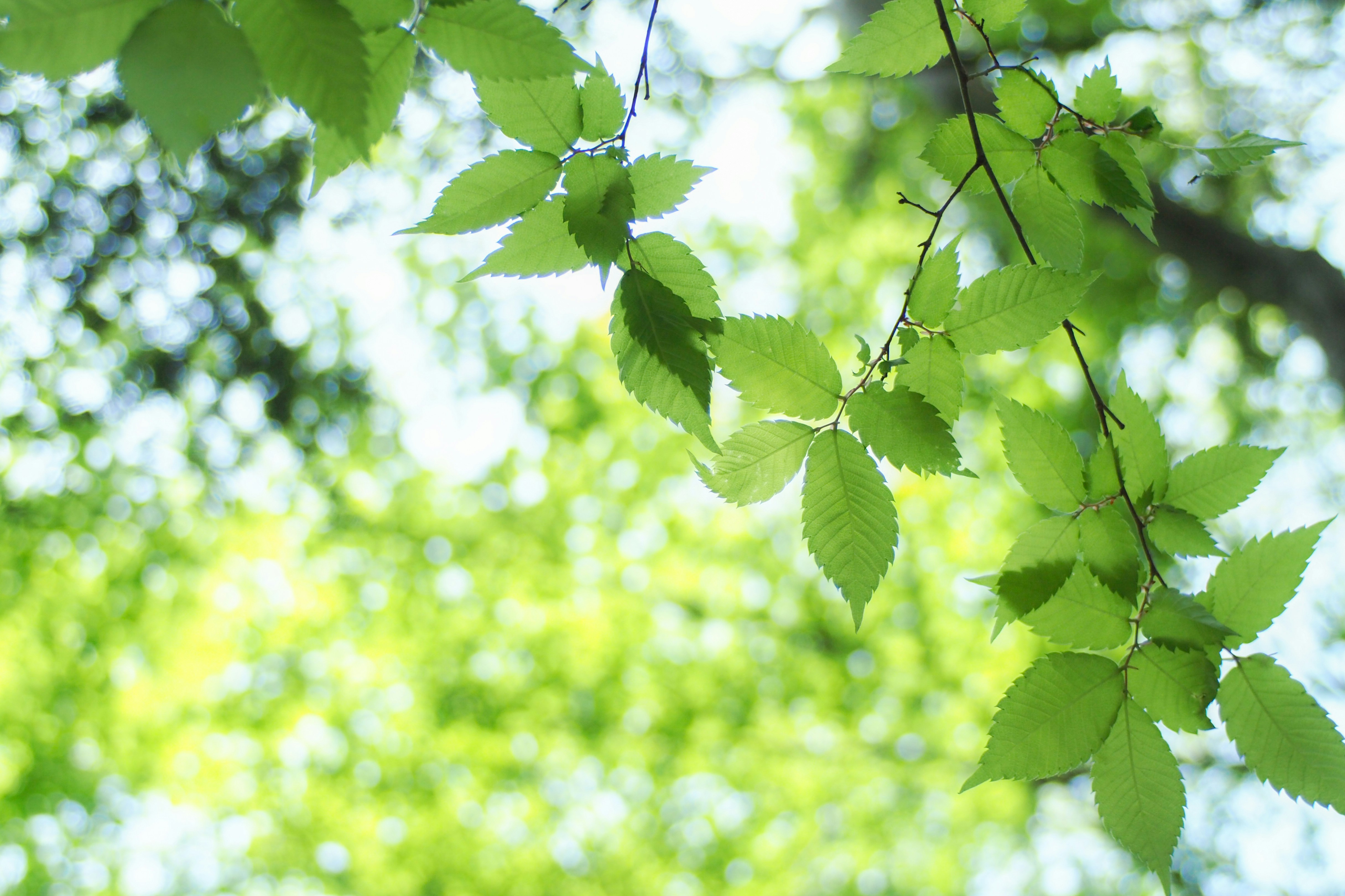 Spring Green Pictures | Download Free Images on Unsplash
