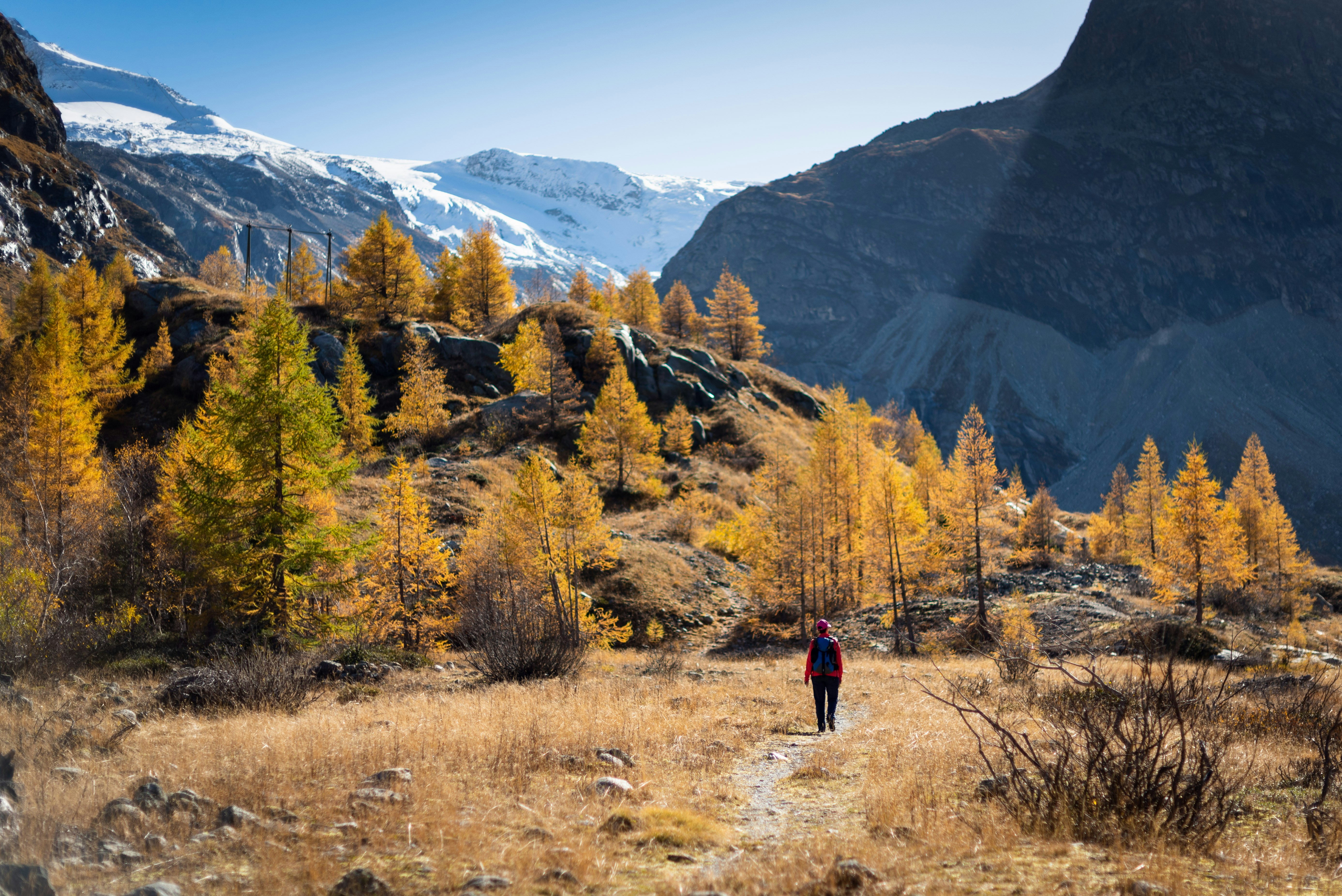 Lone Hiker Amid Golden Pines and Alpine Light