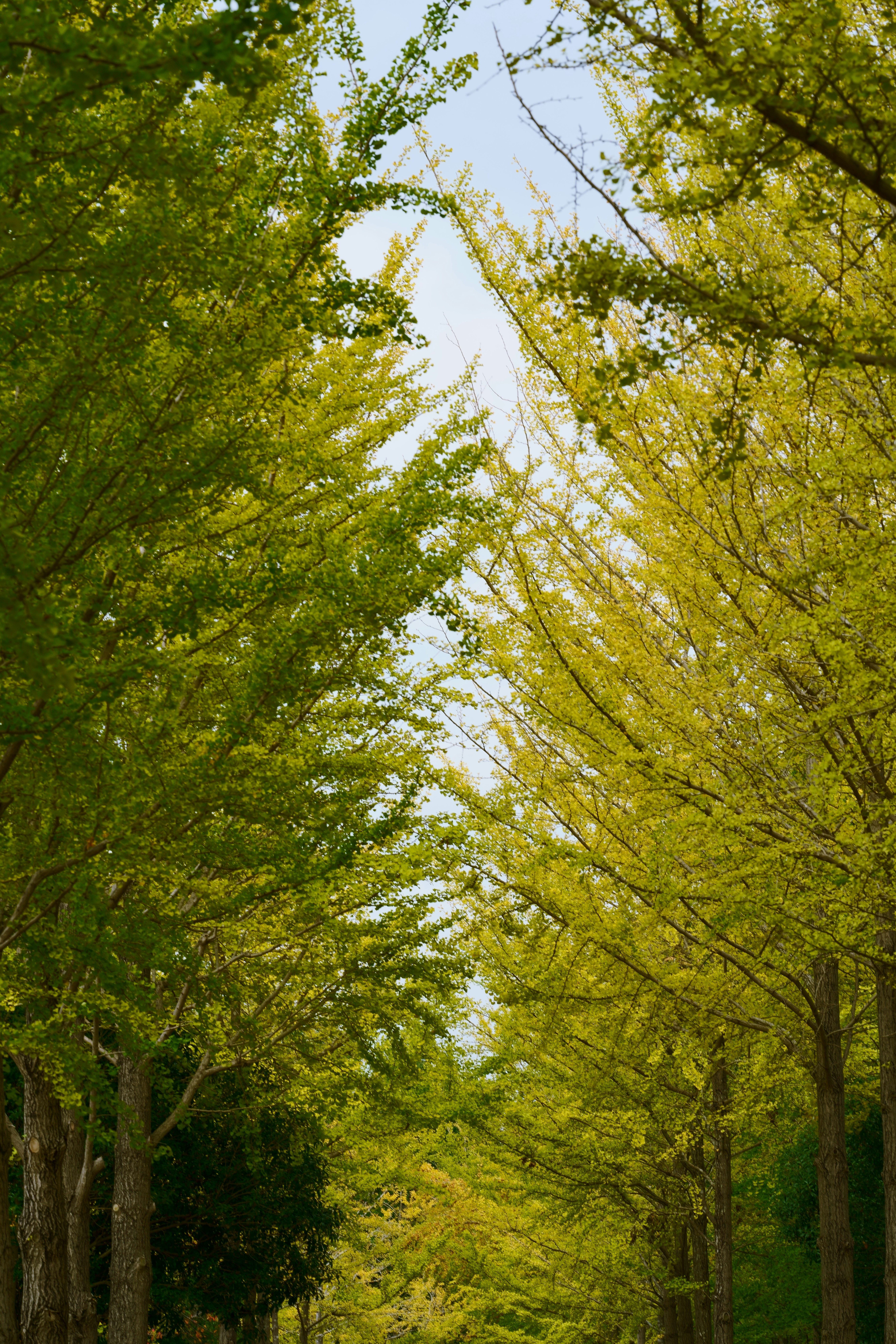 Photo en contre-plongée d’arbres verts photo – Image gratuite de ...