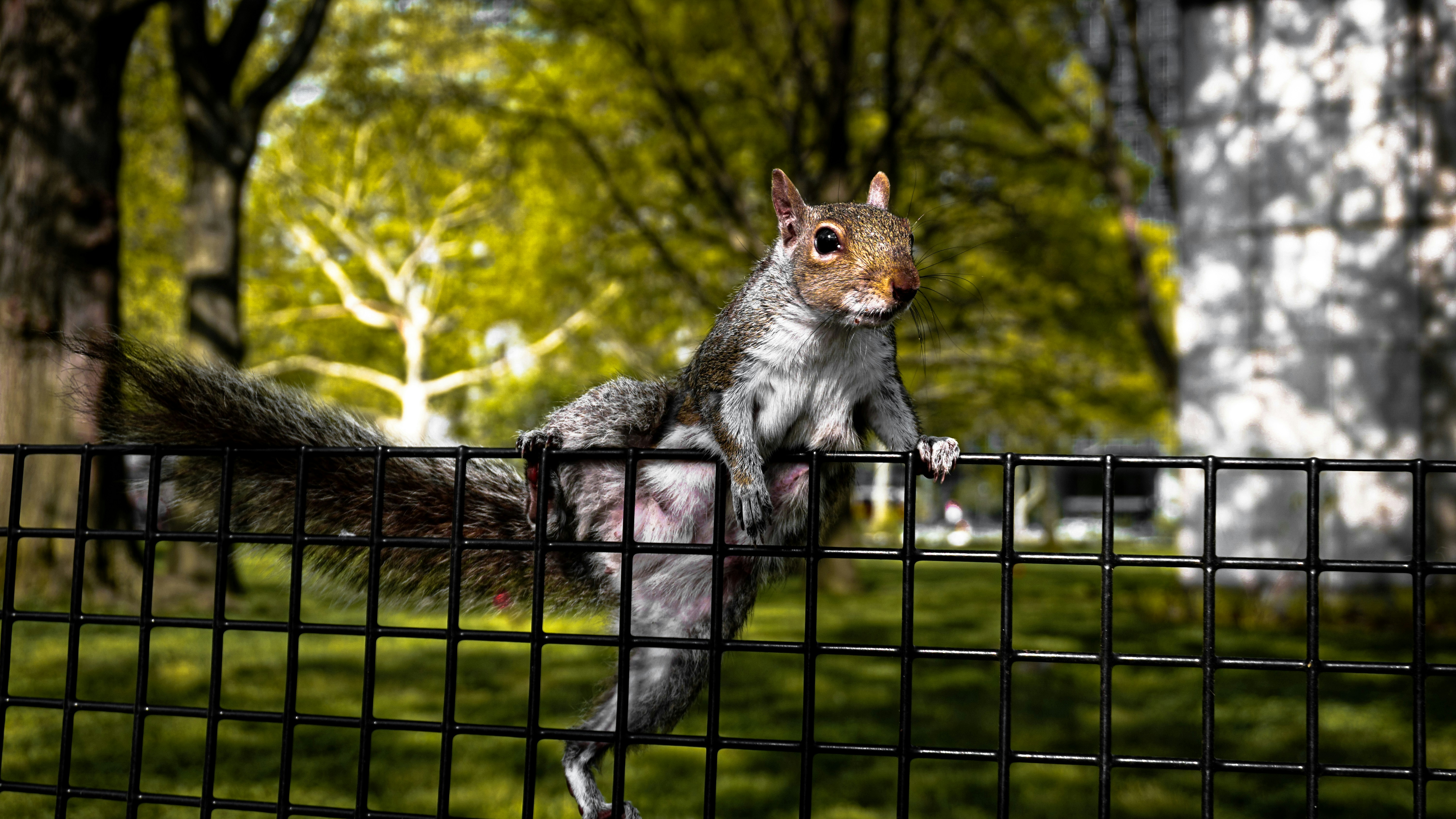 Fencebound Acrobat: A Grey Squirrel in Sunlit Park
