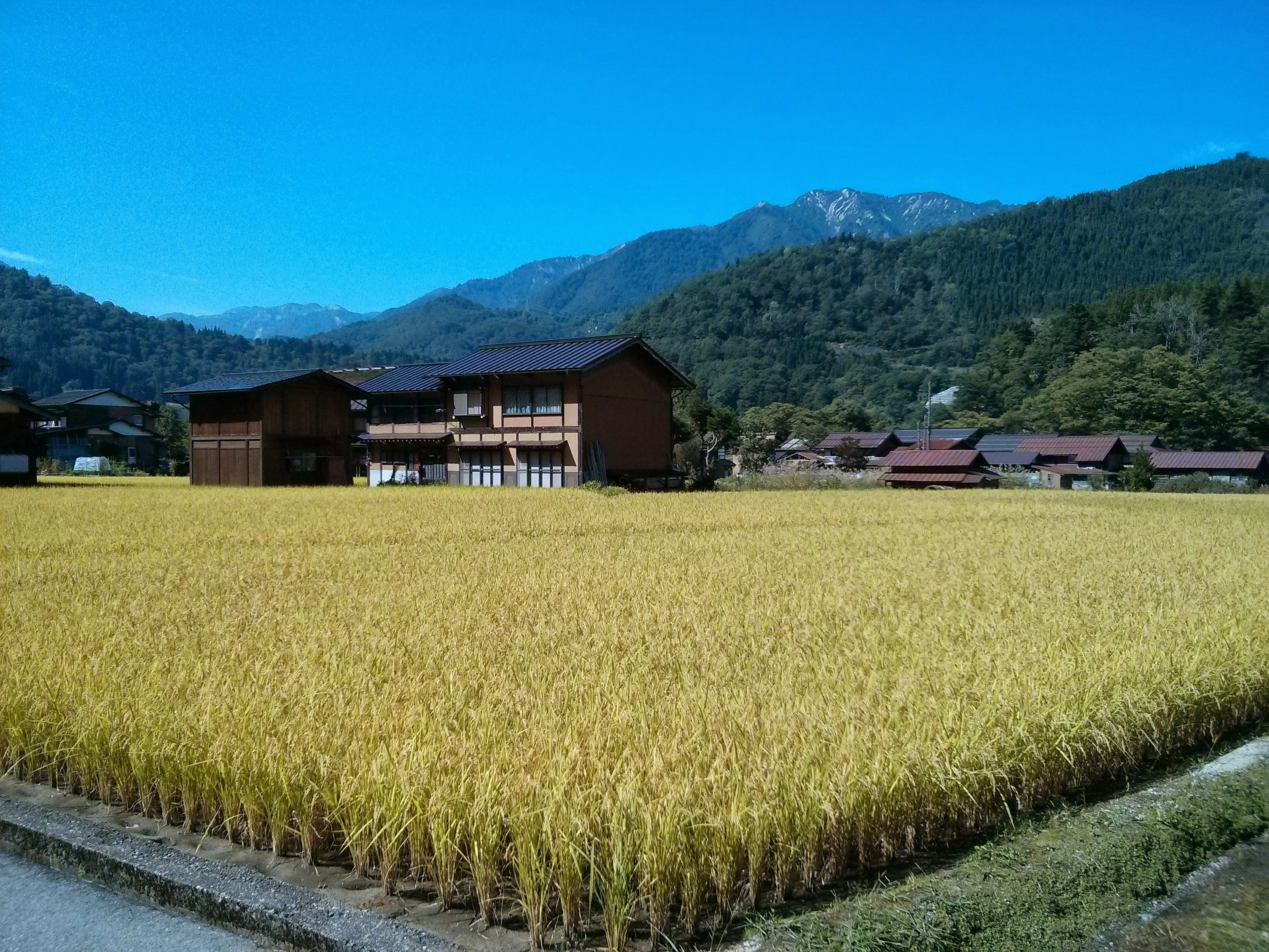 Harvest Horizon: Golden Fields Meet Alpine Village