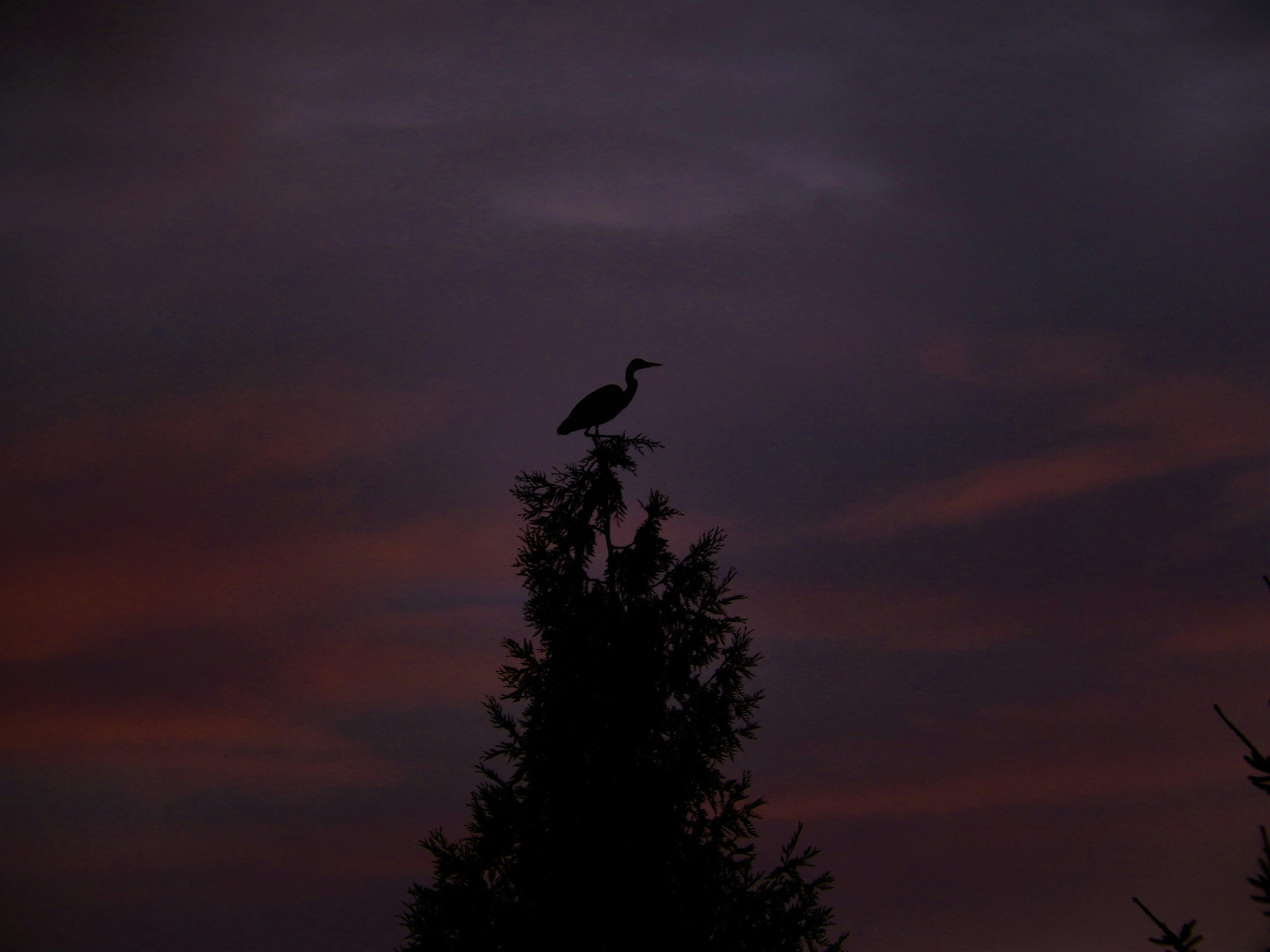 Twilight Sentinel: A lone bird perched atop a pine beneath a crimson dusk