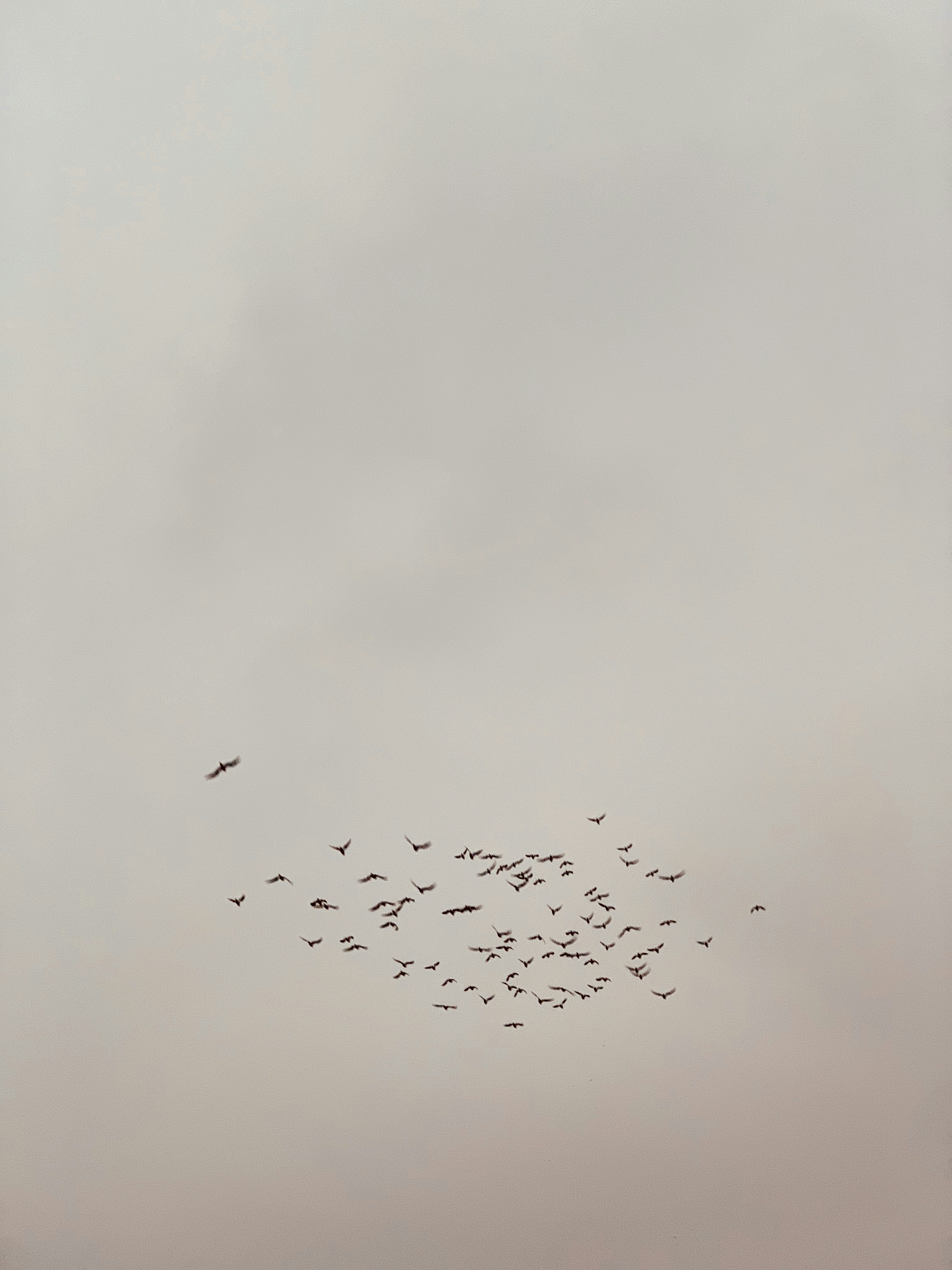 Flock of birds soaring gracefully against a muted sky, creating a dynamic pattern of movement. Their arrangement suggests a coordinated flight path.