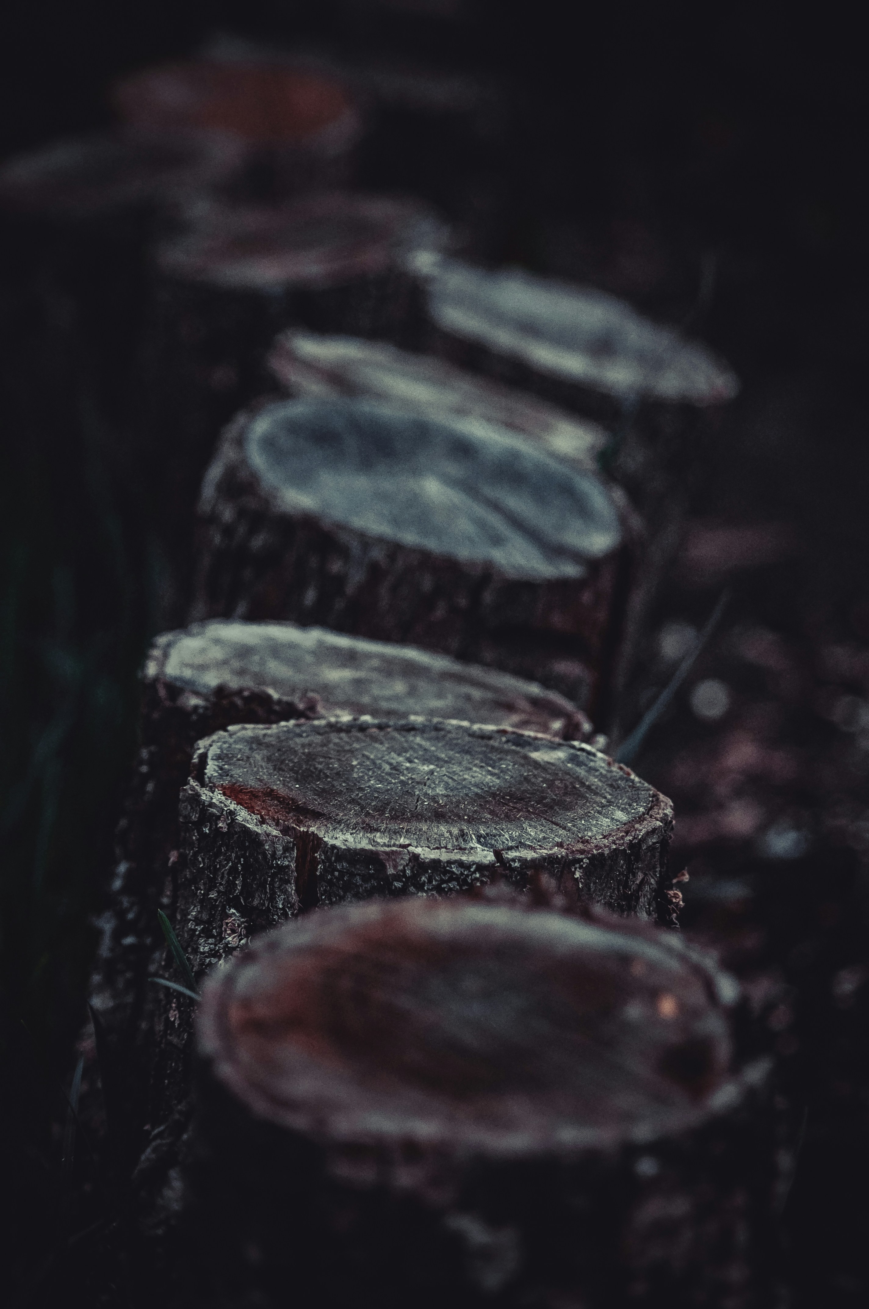 Twilight Row of Weathered Stumps