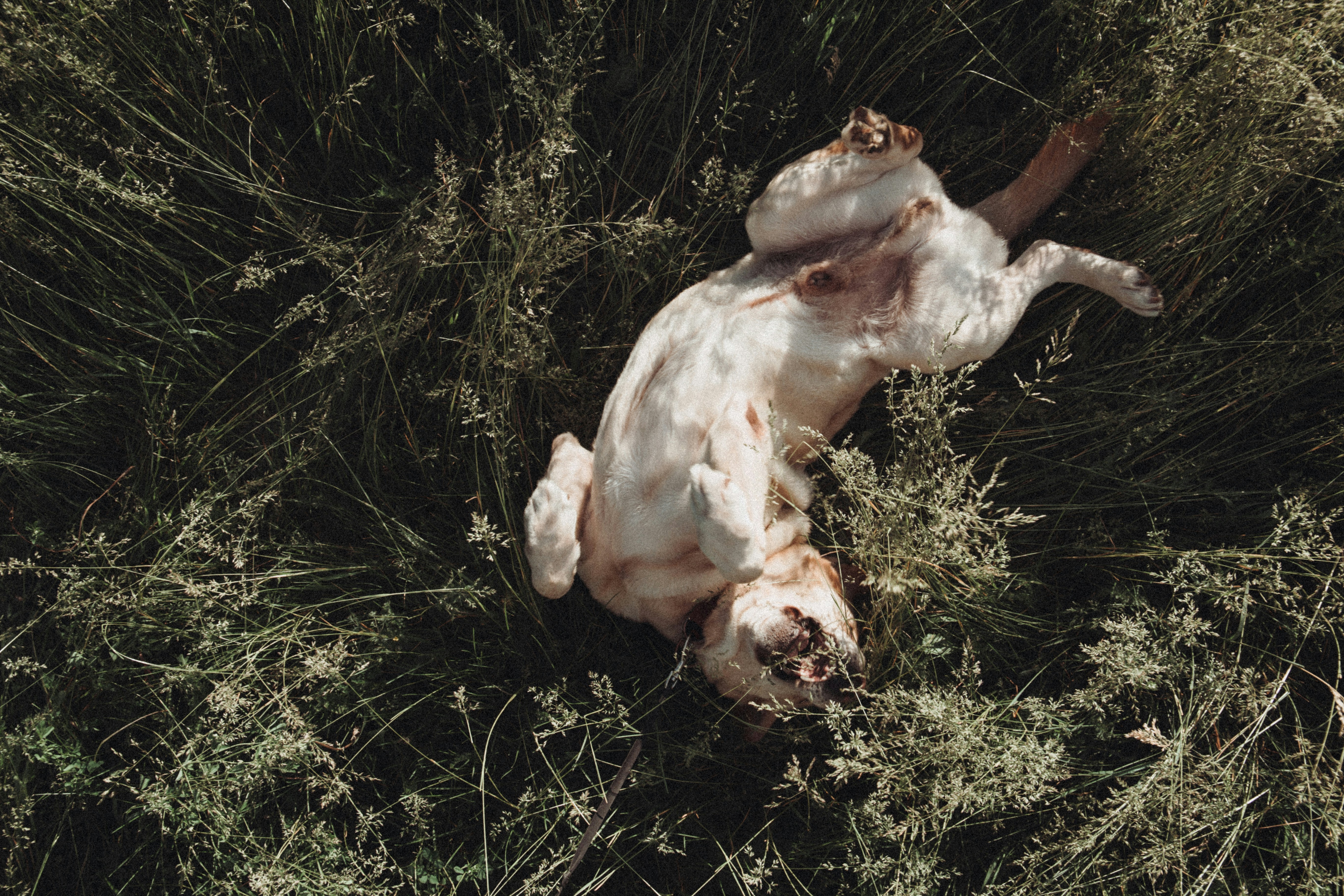A playful dog rolls on its back amidst tall grass, exuding pure joy and carefree spirit.