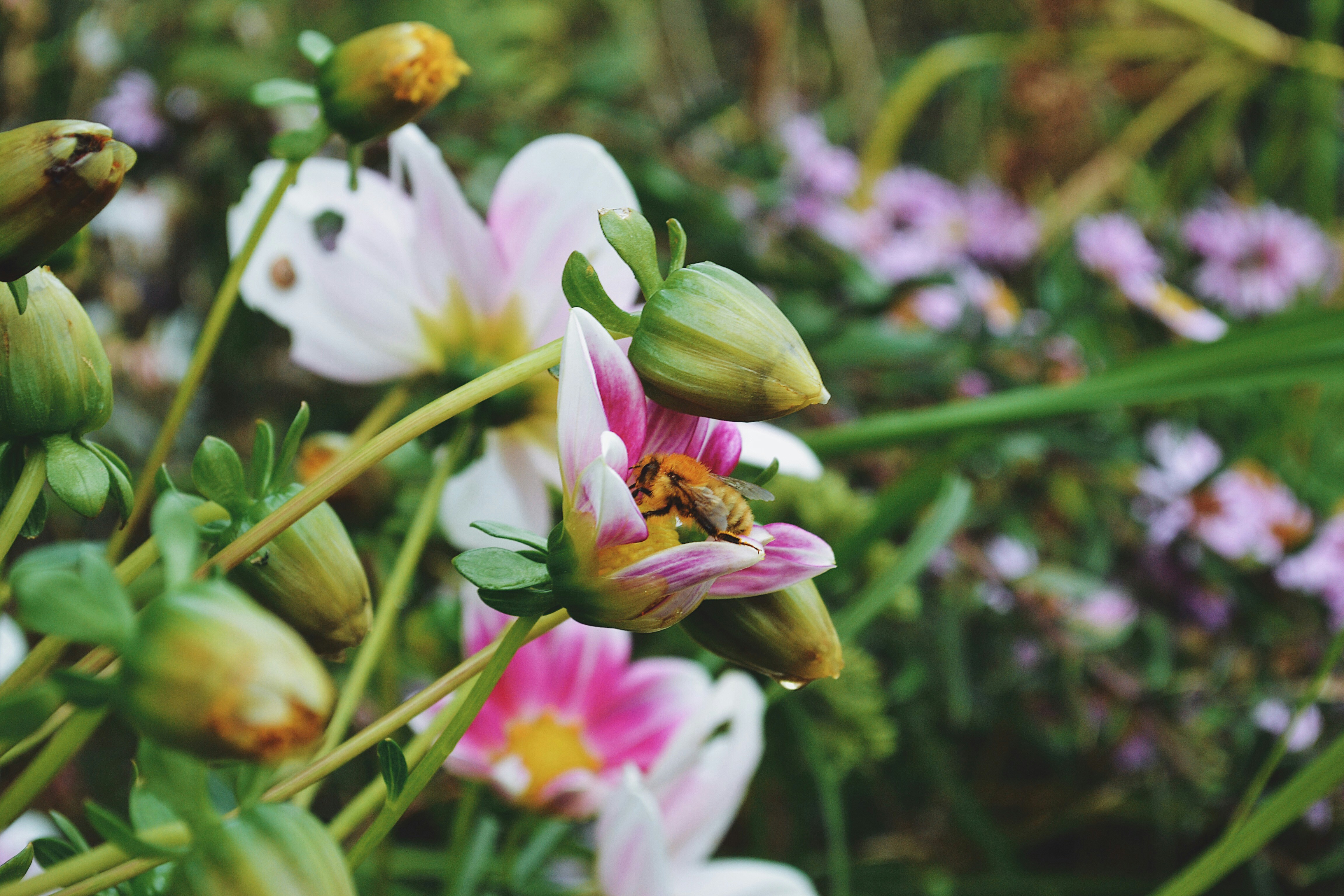 Pollination in Pink: A Macro Moment of Bee on a Garden Blossom