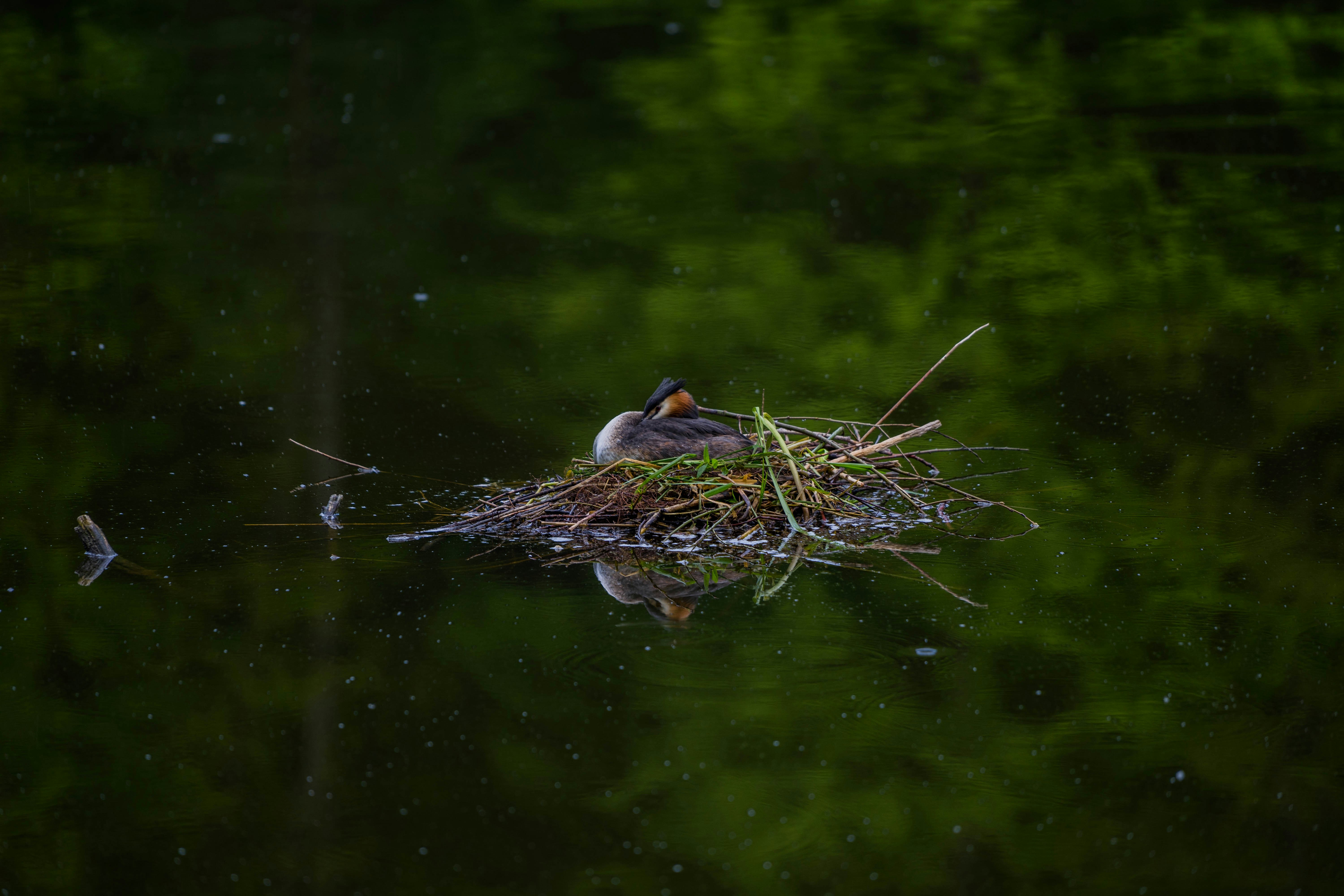 Grey bird on stack twigs in the water photo – Free Green Image on Unsplash