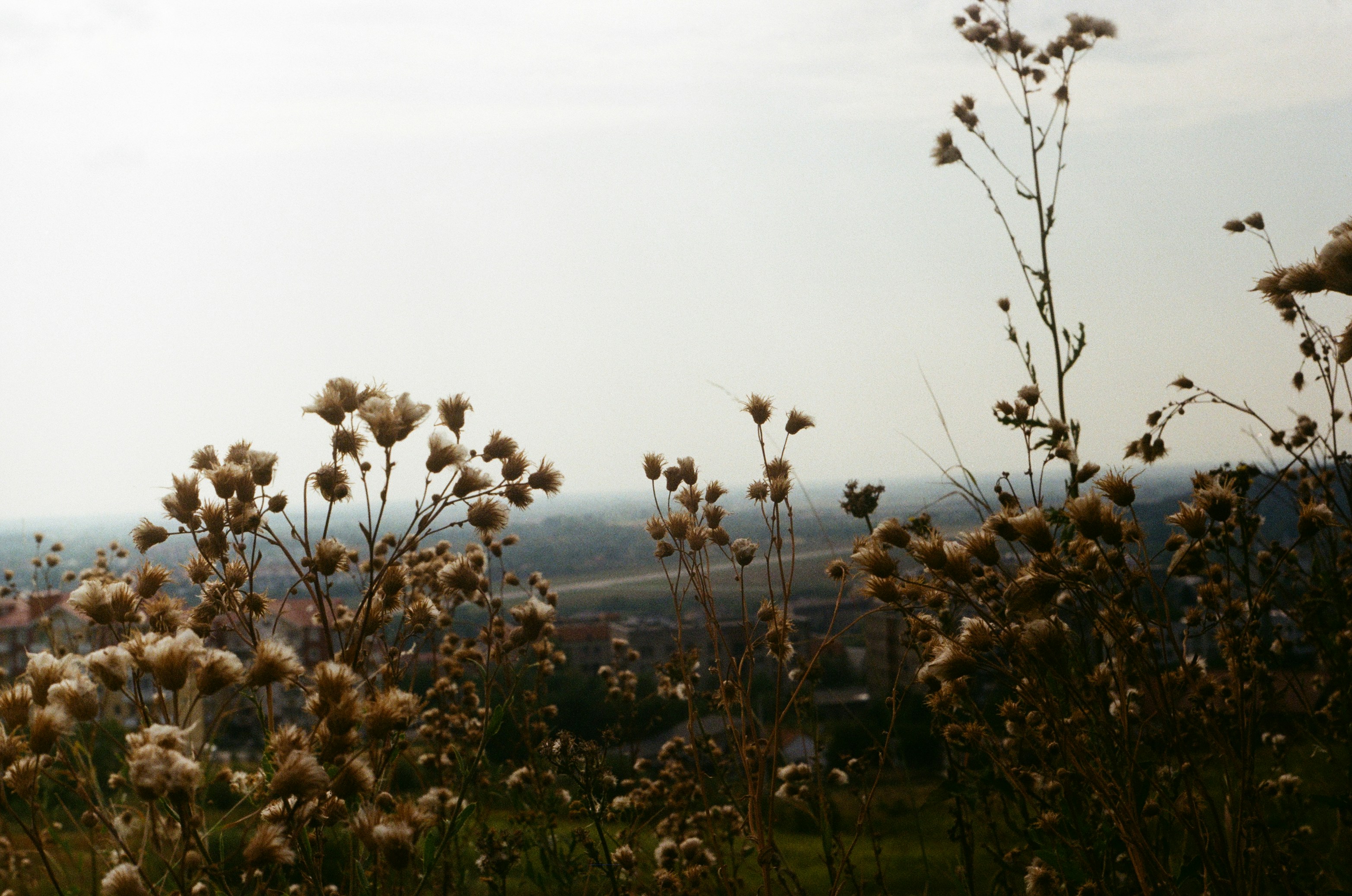 Whispers of a Fading Summer