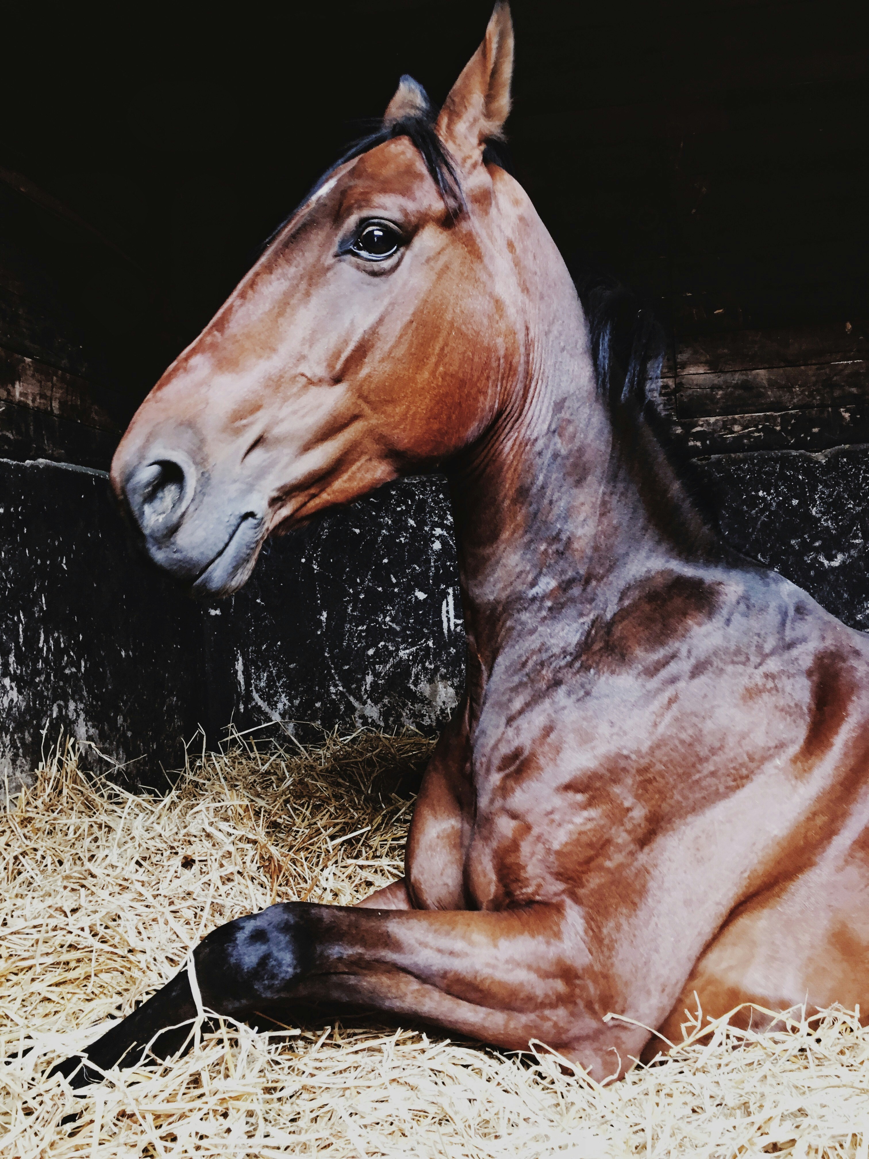 Stall-Side Reverie: Brown Horse Reposes on Golden Straw
