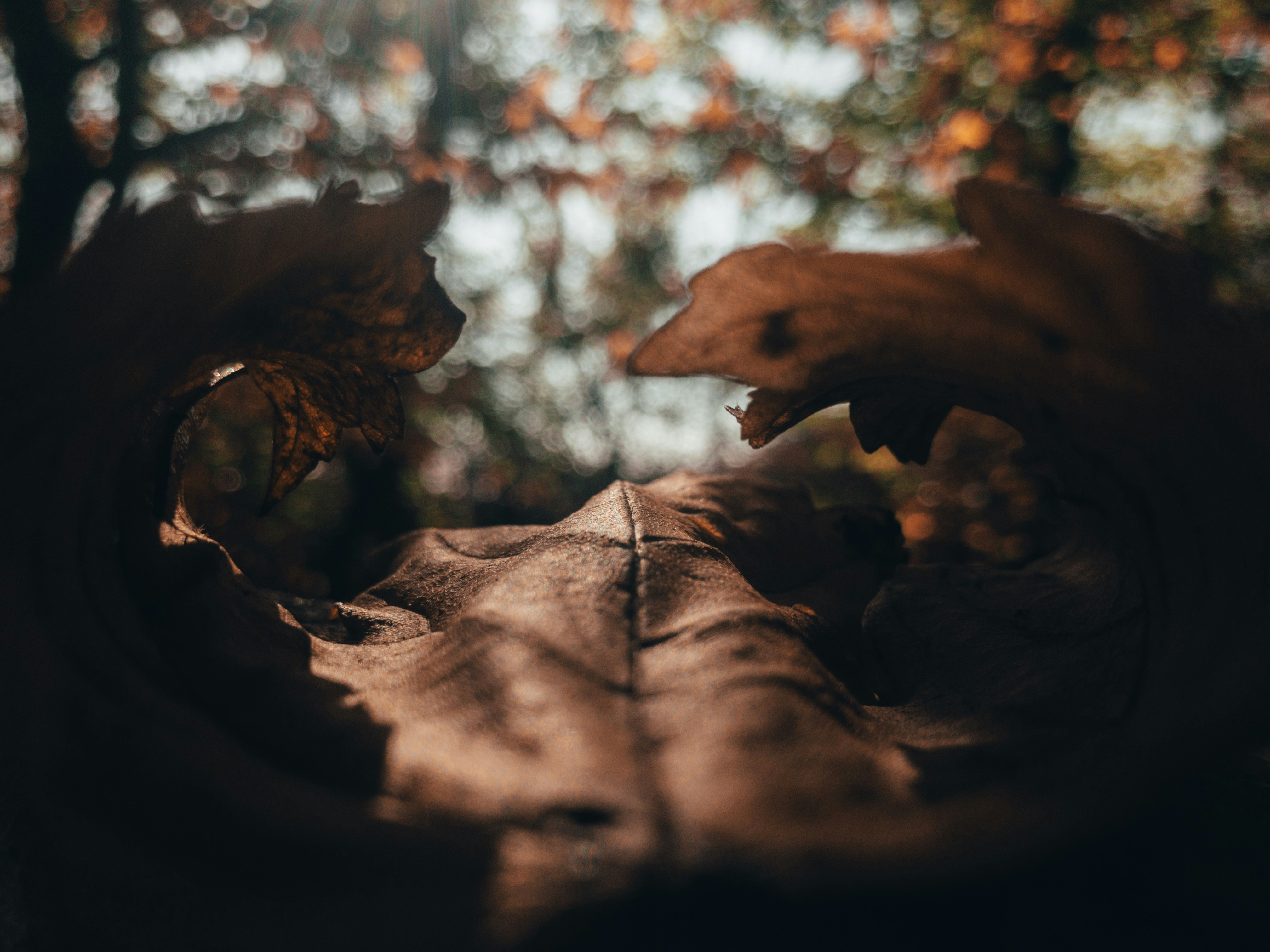 Centered Decay: A Log's Wake with Autumn Light
