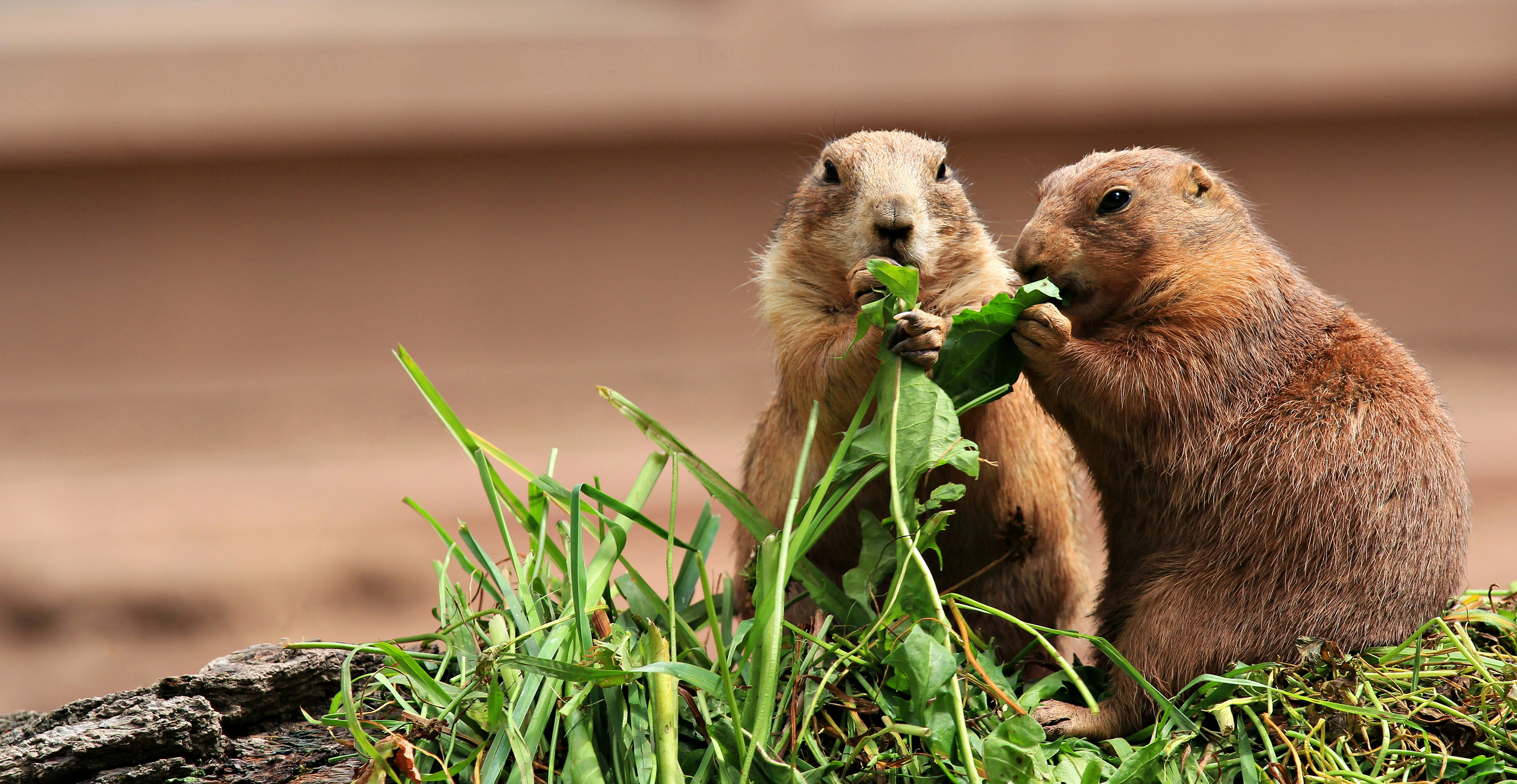 Two prairie dogs munching on fresh greens while perched on a log surrounded by grass.