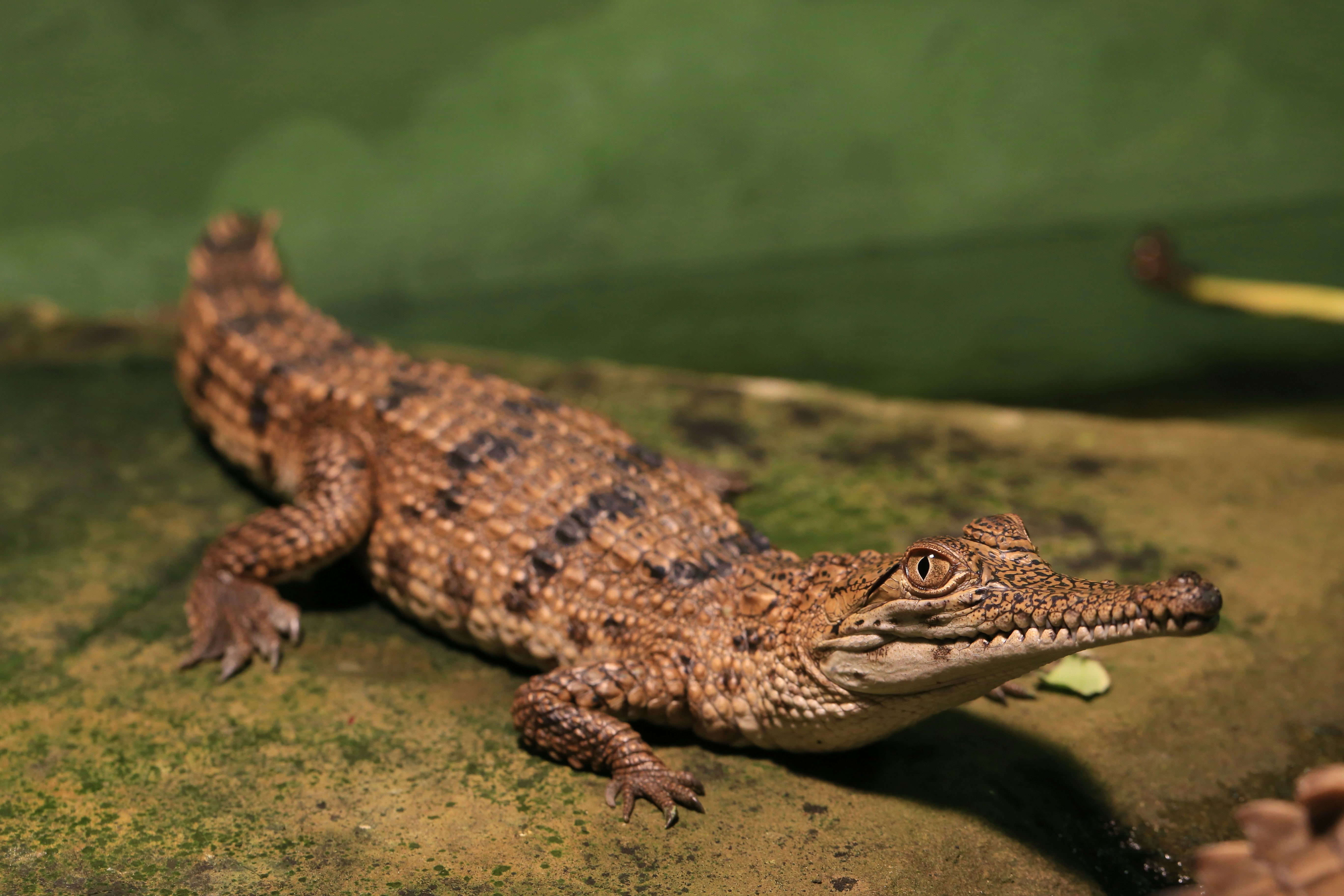 Sunlit Cryptic Gaze: A Nile Crocodile Lurks on Moss-Covered Bank