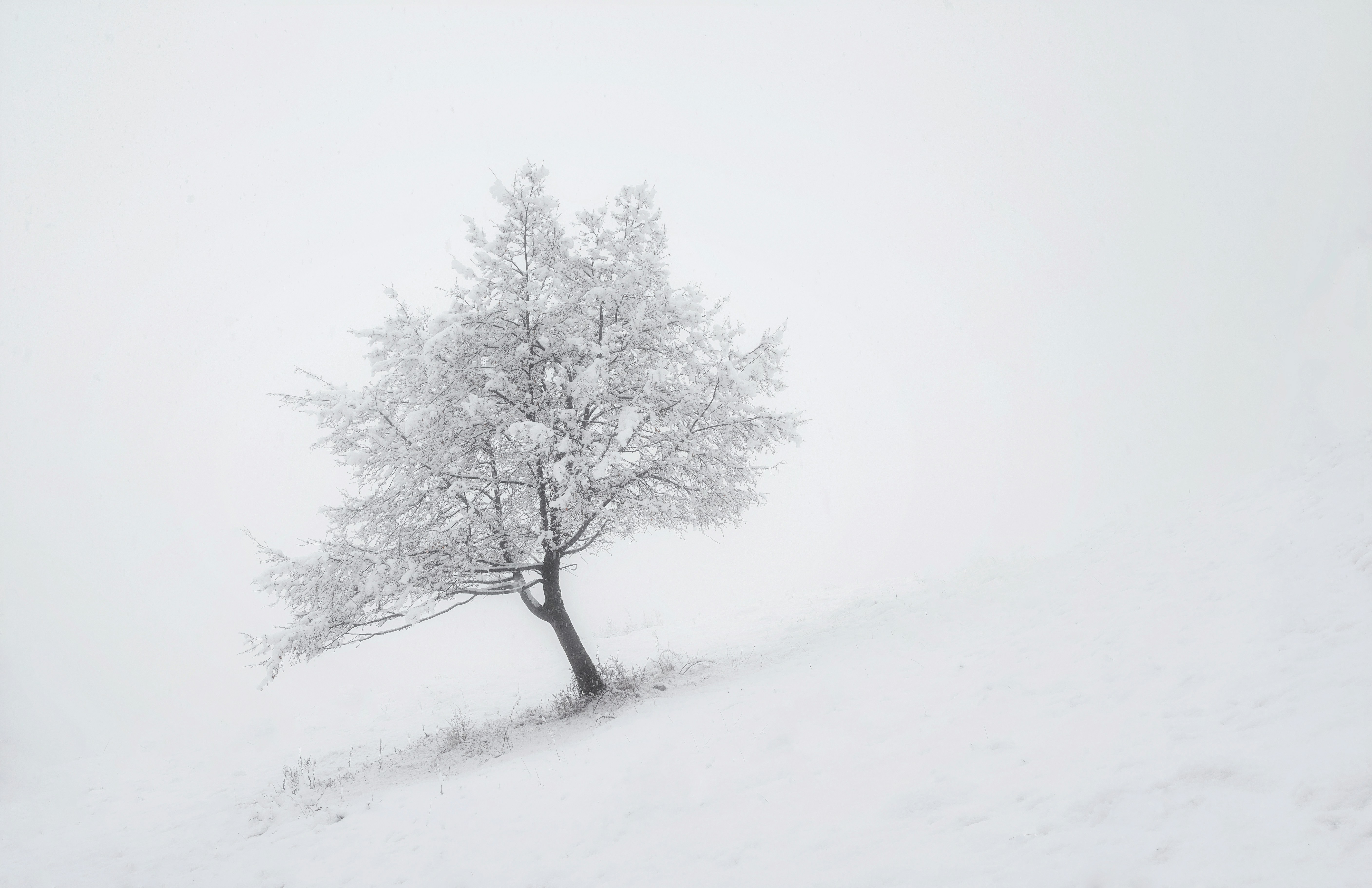 Solitary tree covered in snow on a gentle slope under a foggy sky.