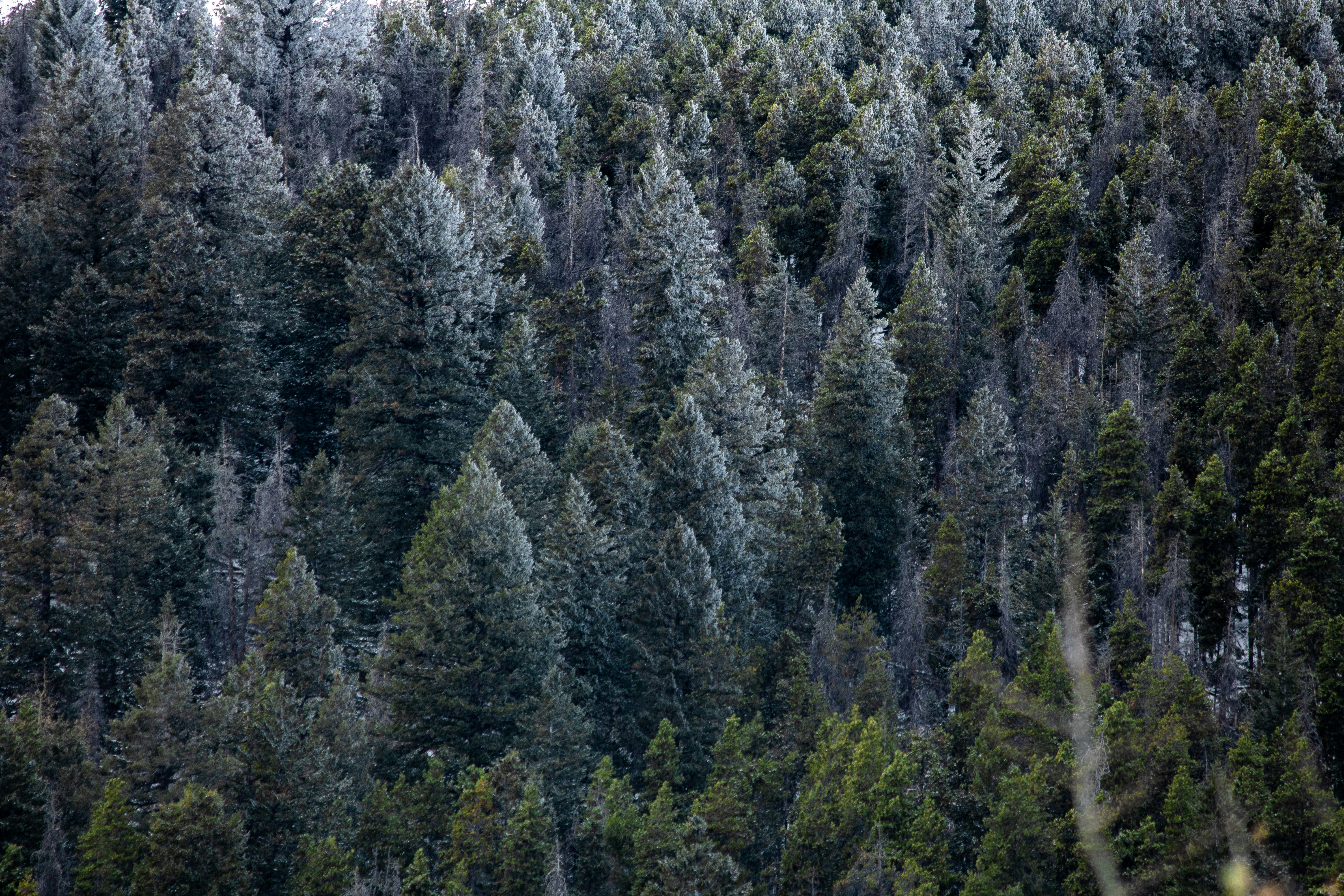 Dense forest of snow-dusted evergreens on a mountainside.