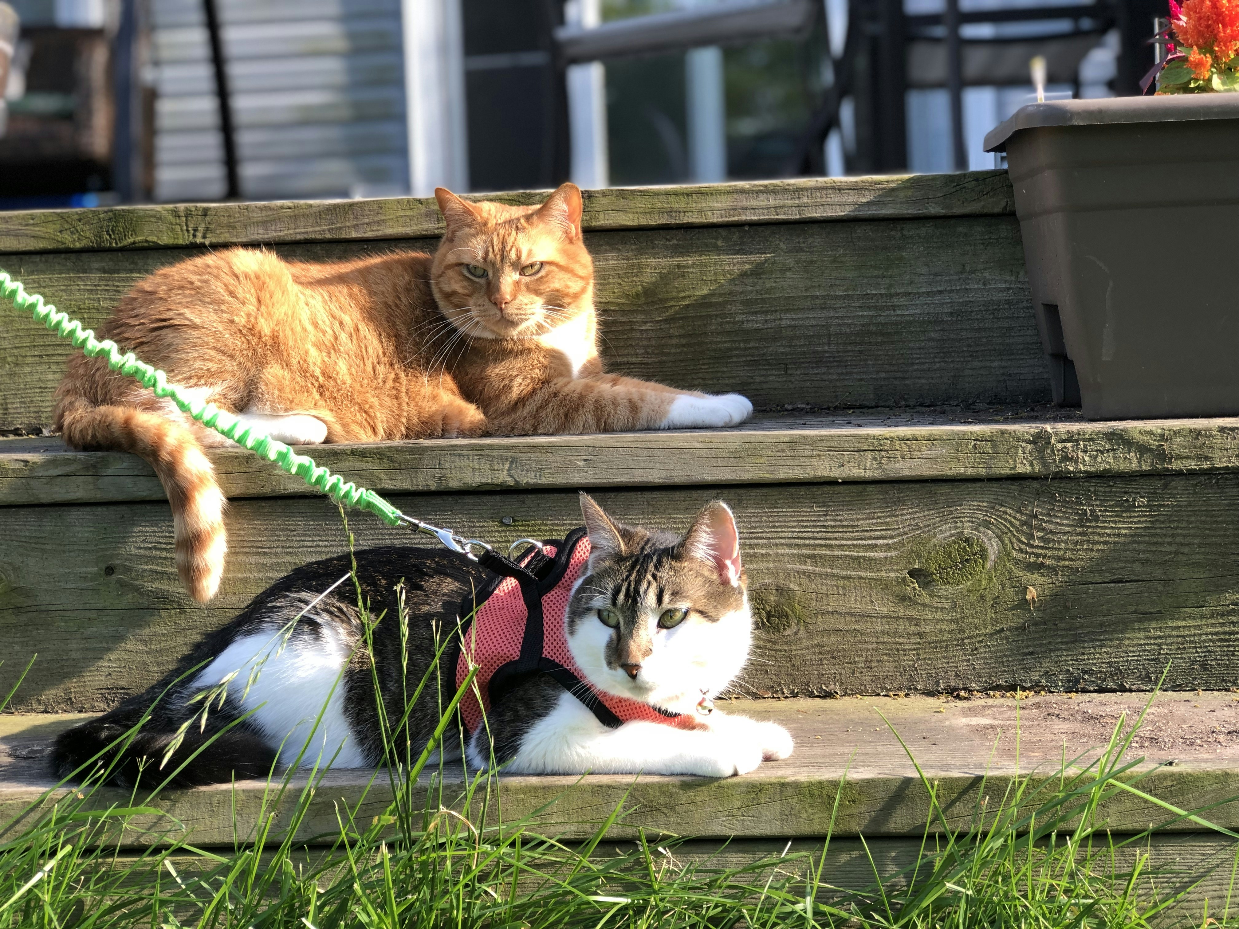 cats