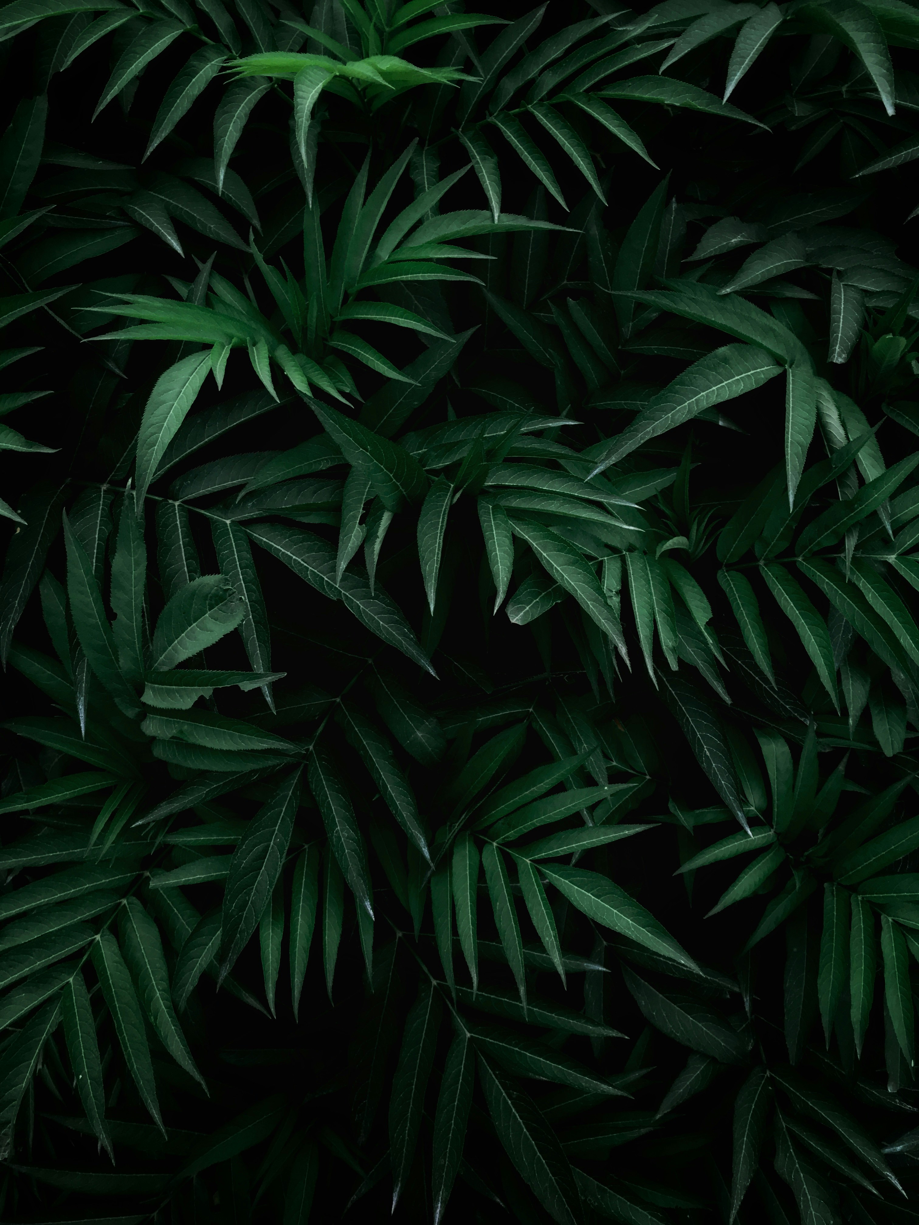 Green Bush Pictures | Download Free Images on Unsplash