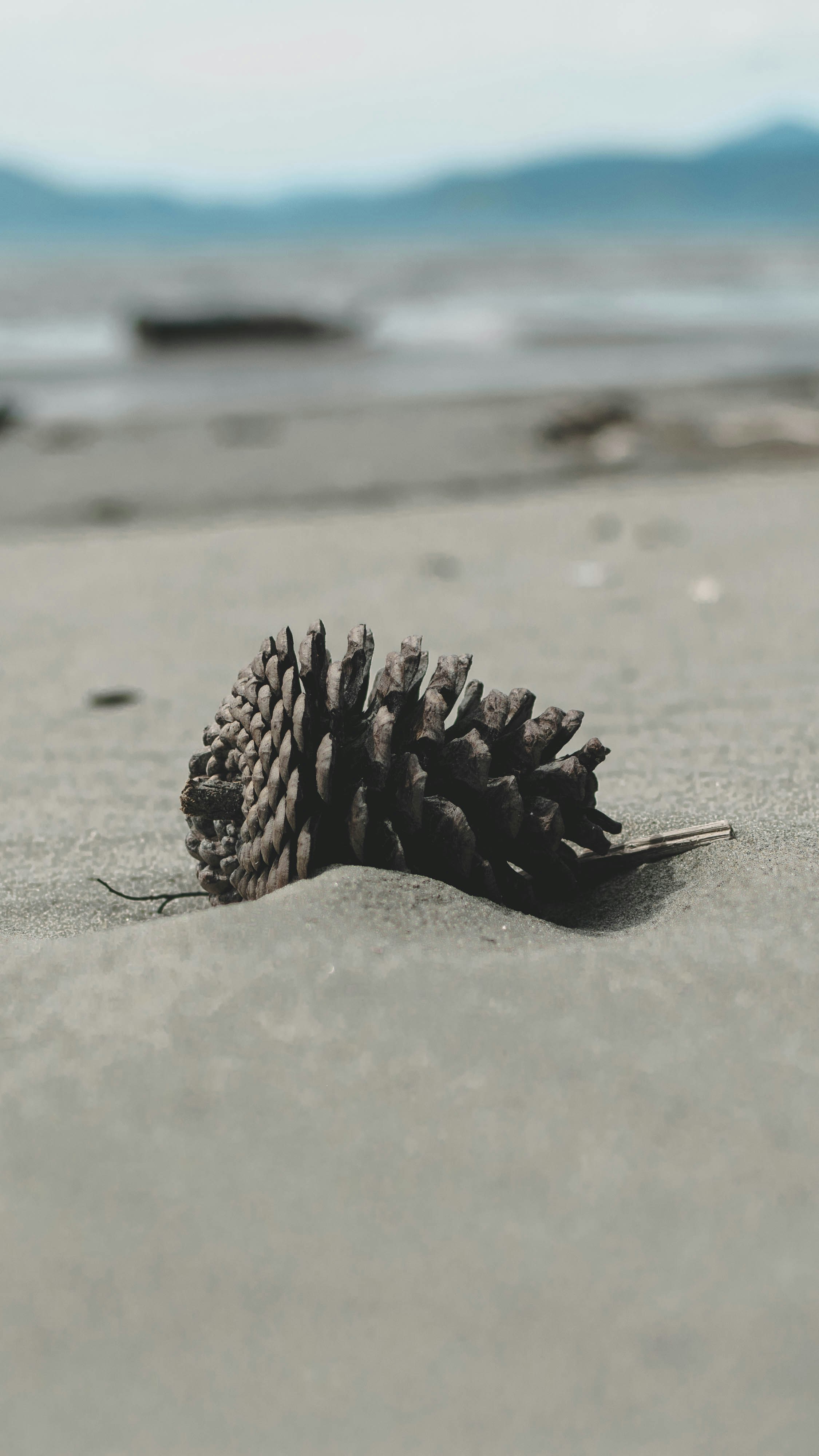 Brown acorn on sand photo – Free Grey Image on Unsplash
