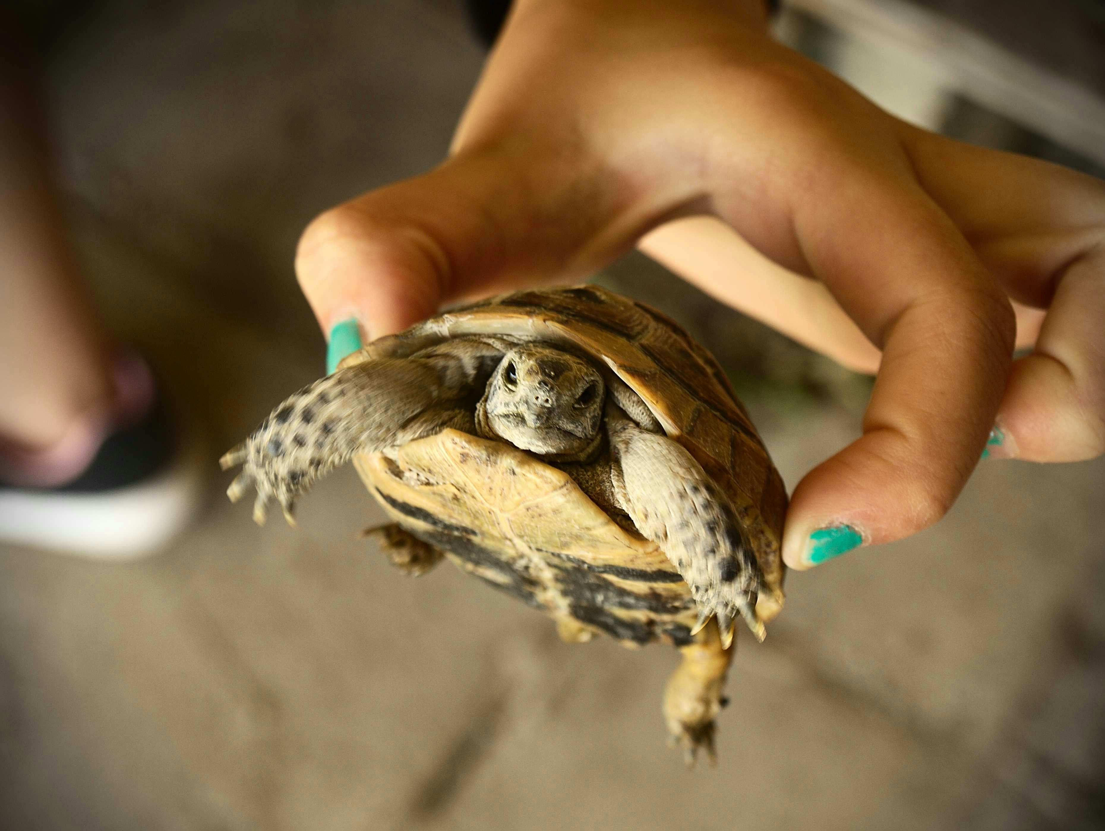 Close-up photograph of a small turtle held between two hands with turquoise-painted nails, its head peeking from the shell. The blurred background emphasizes texture and focus on the creature.