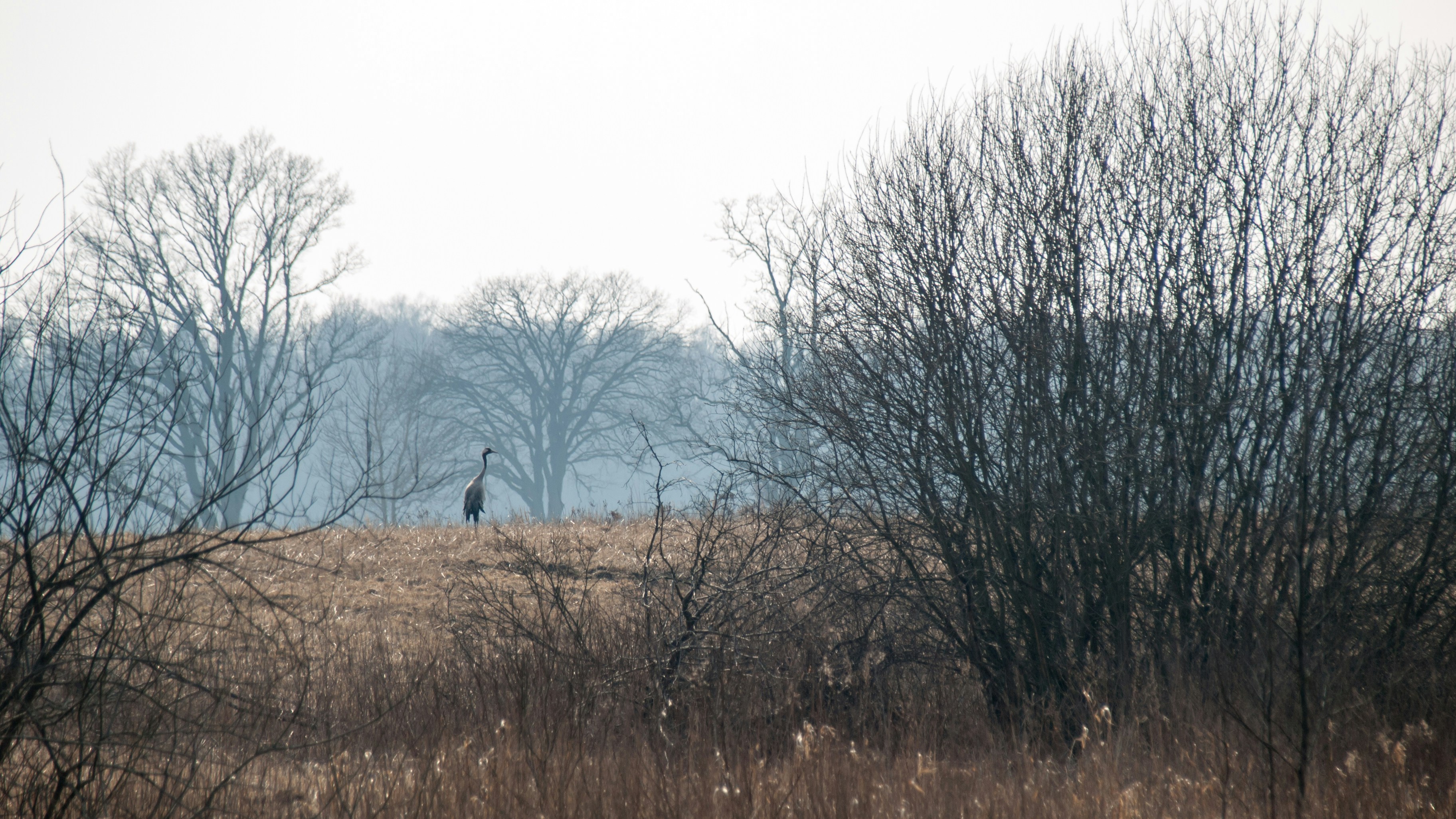 A solitary crane stands gracefully in a foggy field, surrounded by bare trees and muted grasses. The serene atmosphere evokes a sense of tranquility.