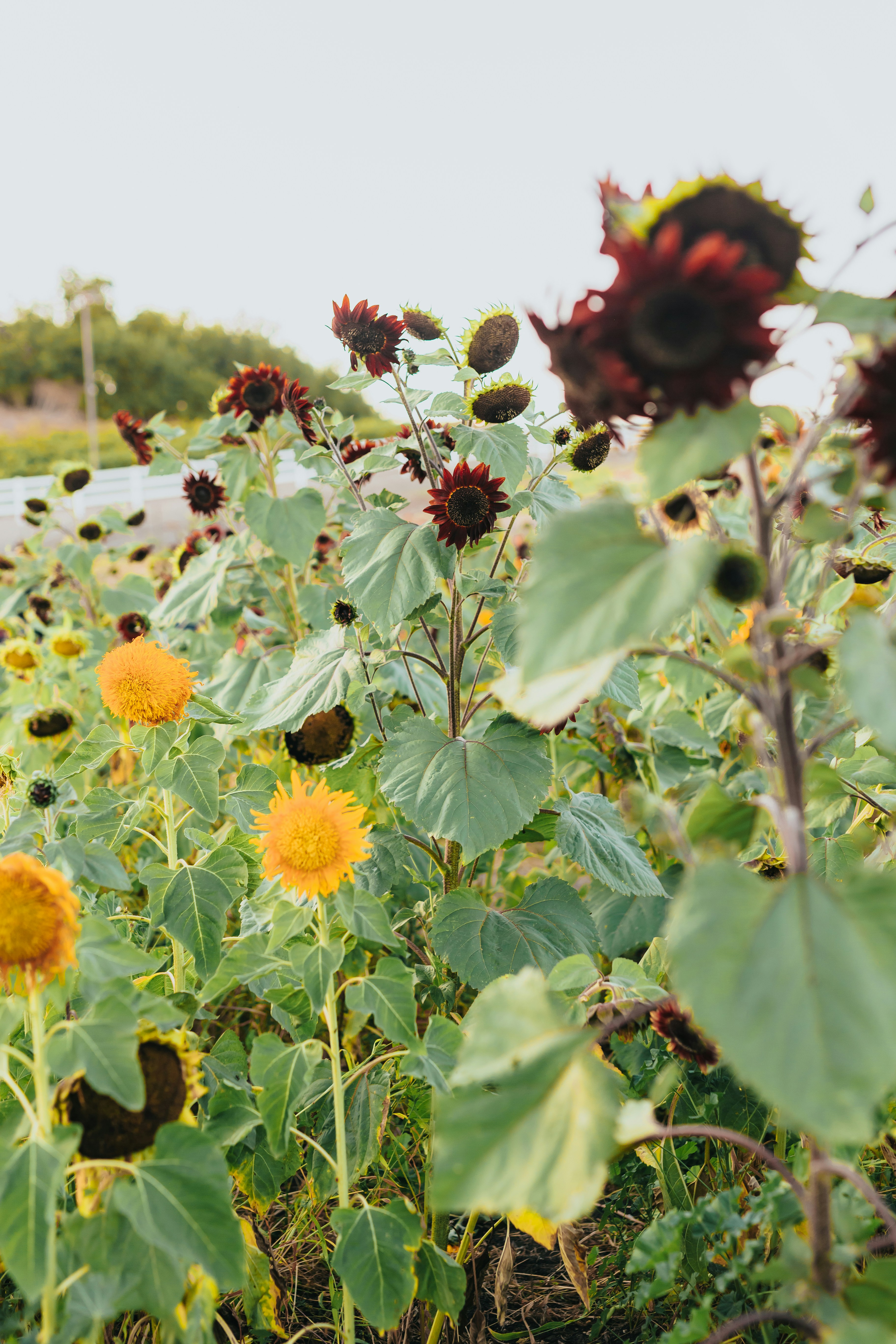 Sunflowers in varied stages of bloom with a mix of yellow and deep red petals under a pale sky.
