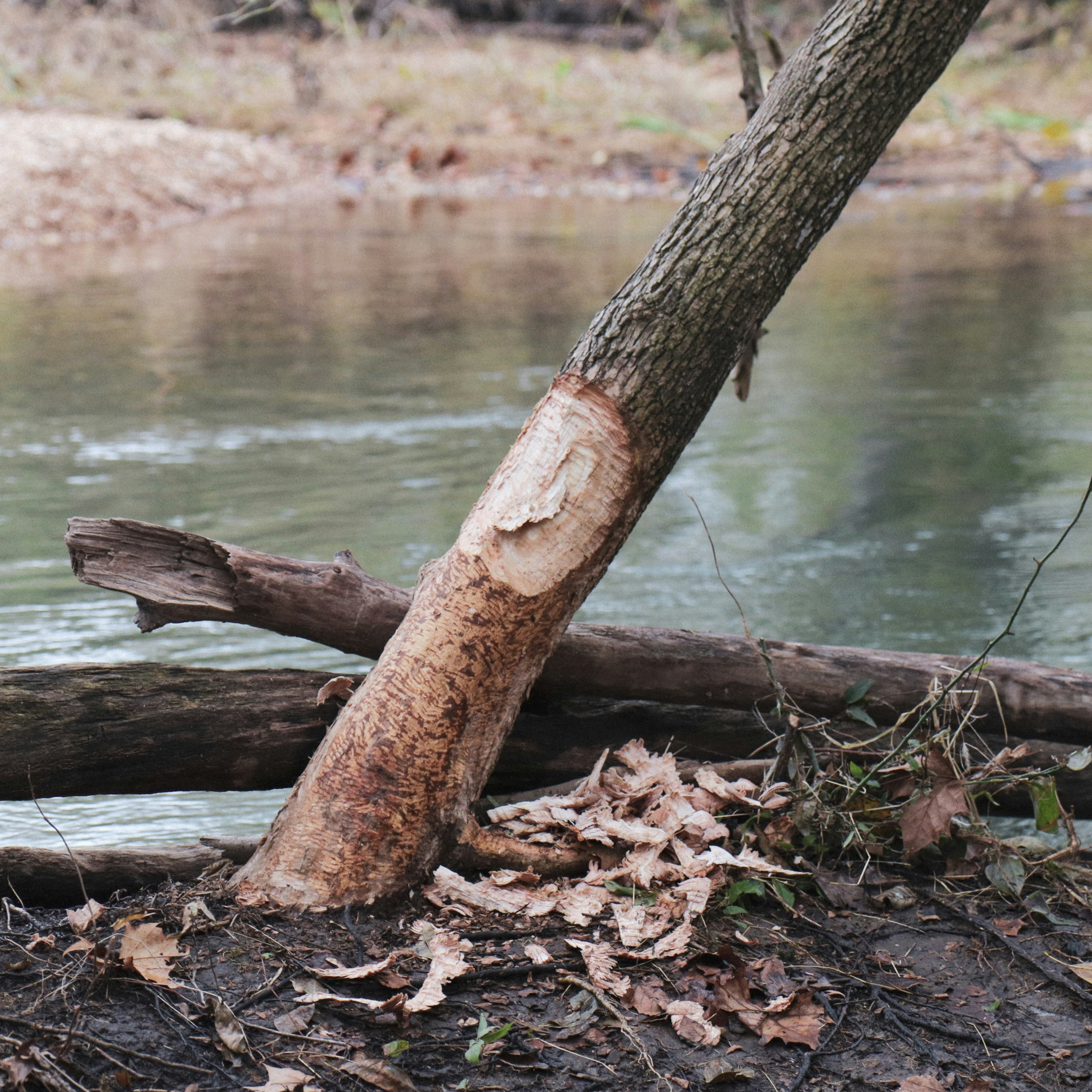 Beavers