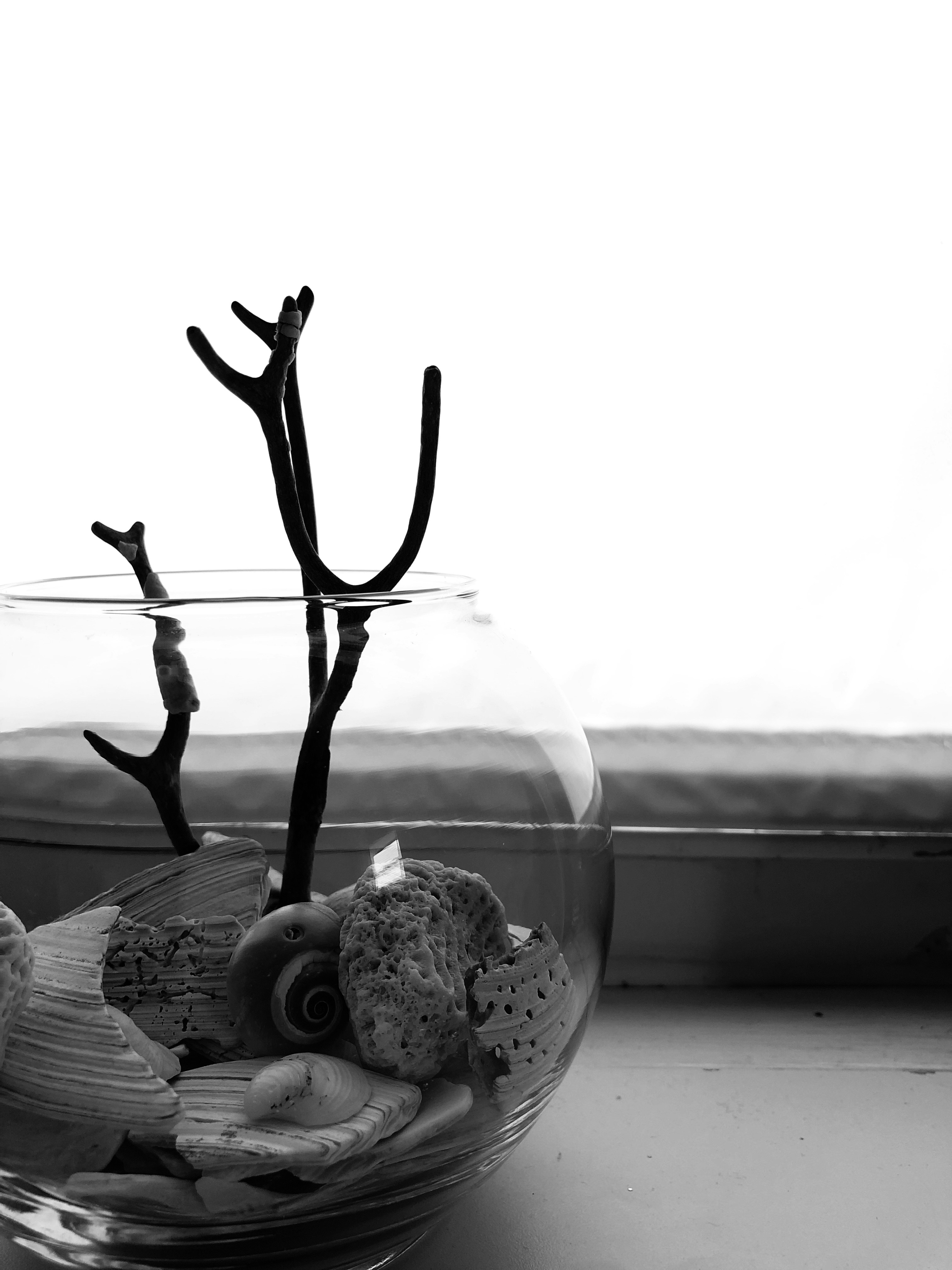 grayscale photo of plant