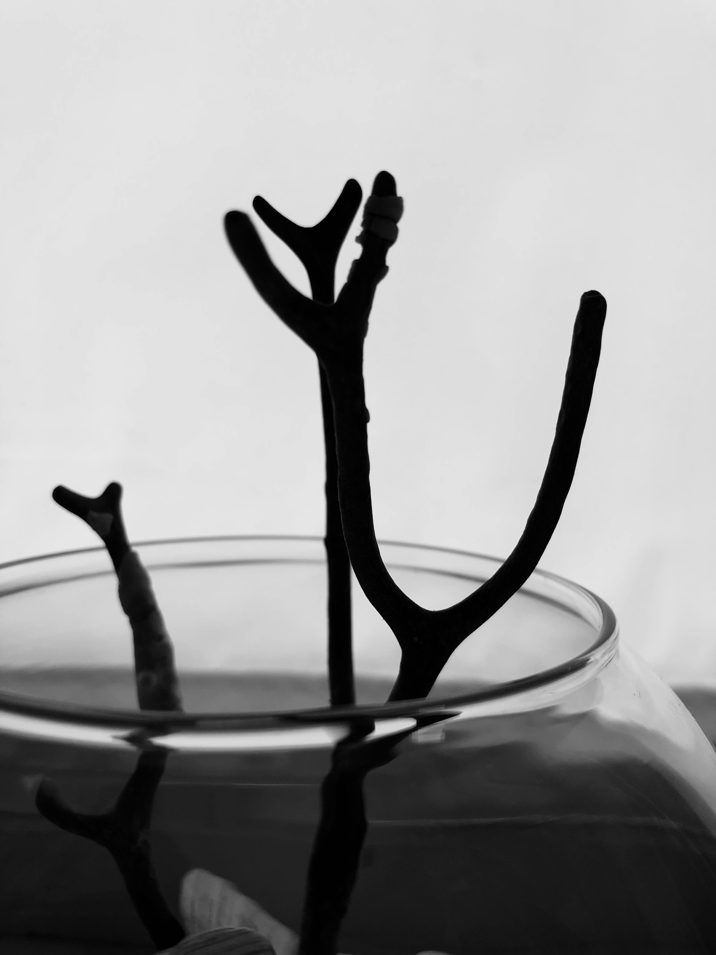 Leafless plants photo – Free Grey Image on Unsplash
