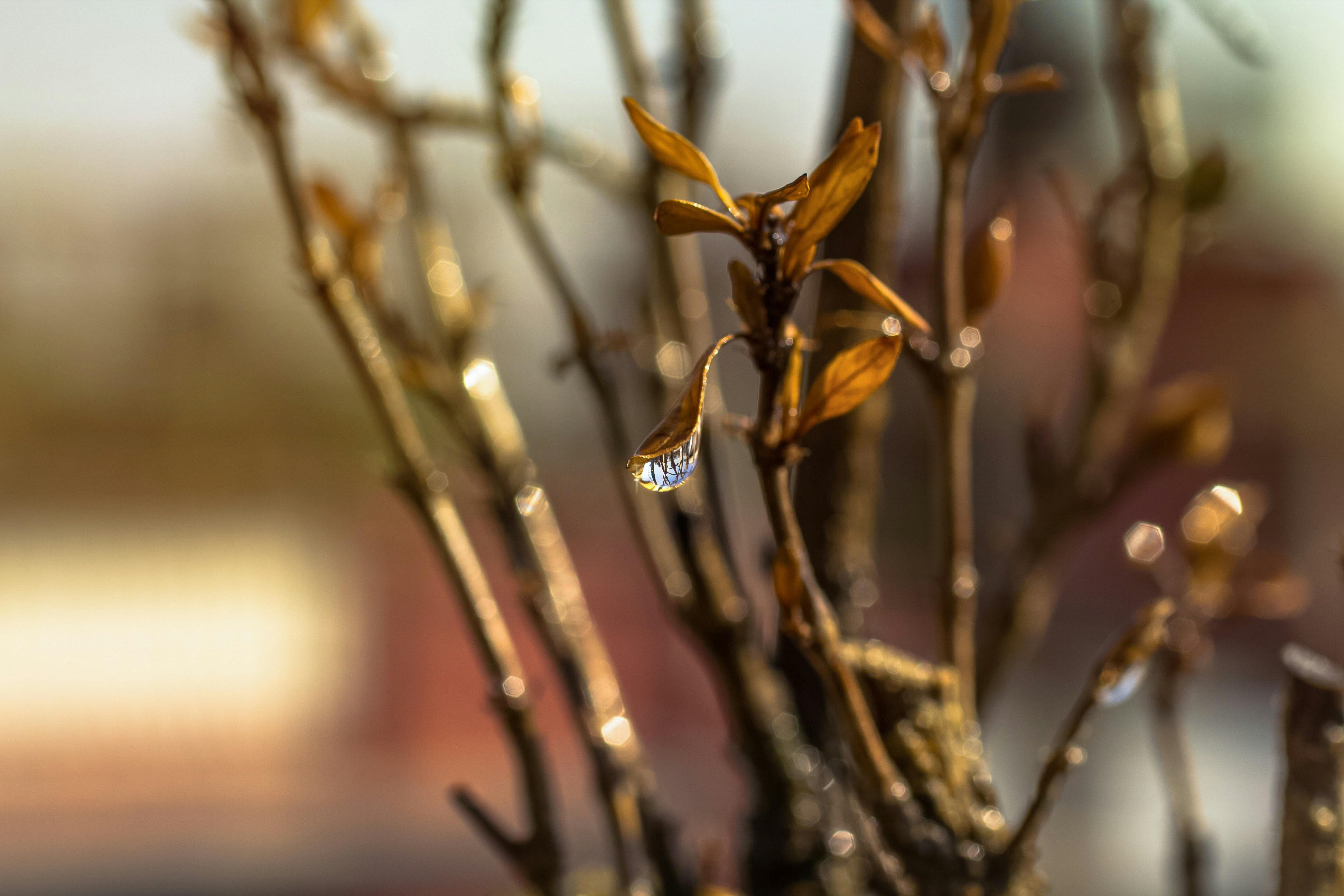 Dew Drop on a Sunlit Twig: a micro-world in soft bokeh