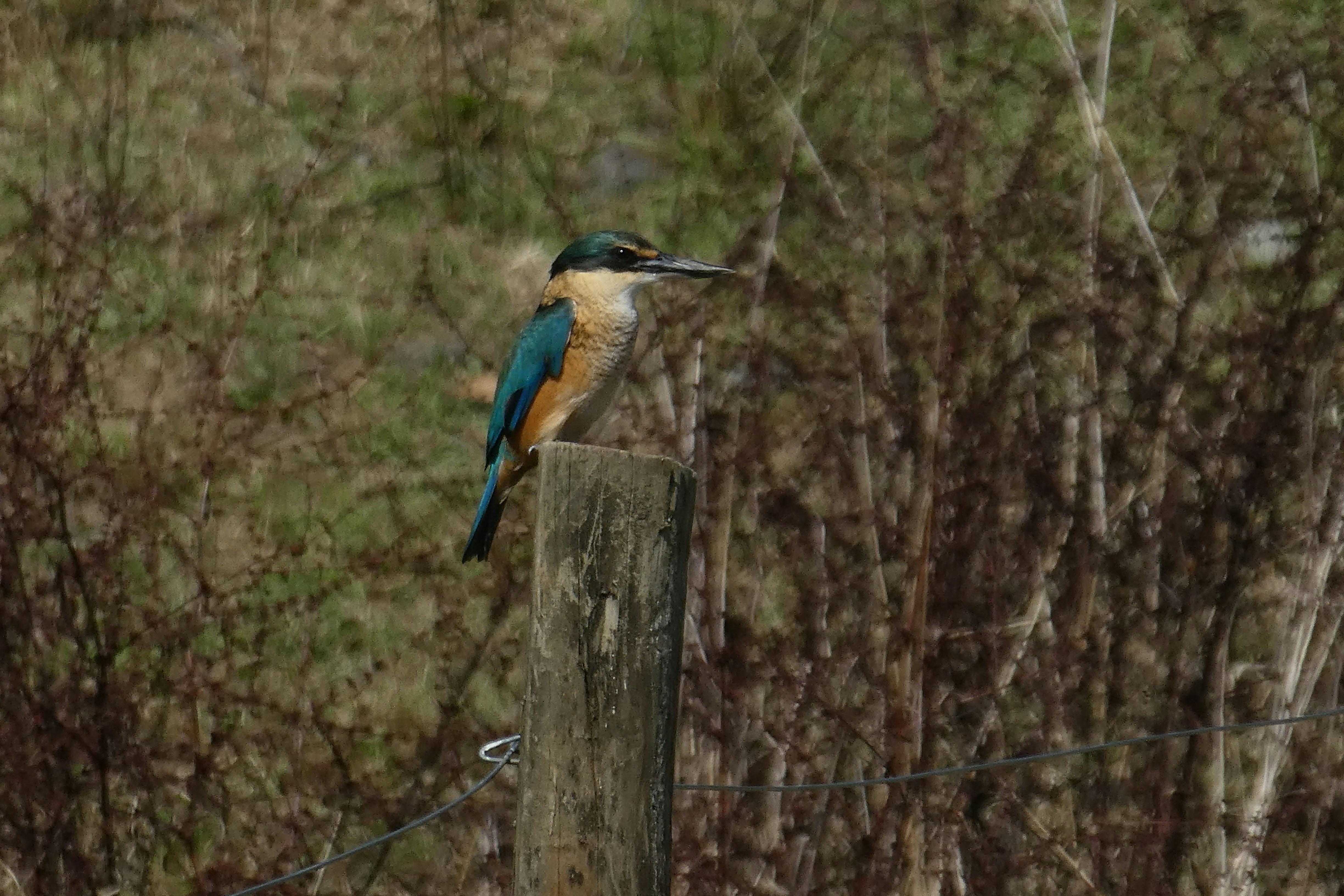 New Zealand Bird Pictures | Download Free Images on Unsplash