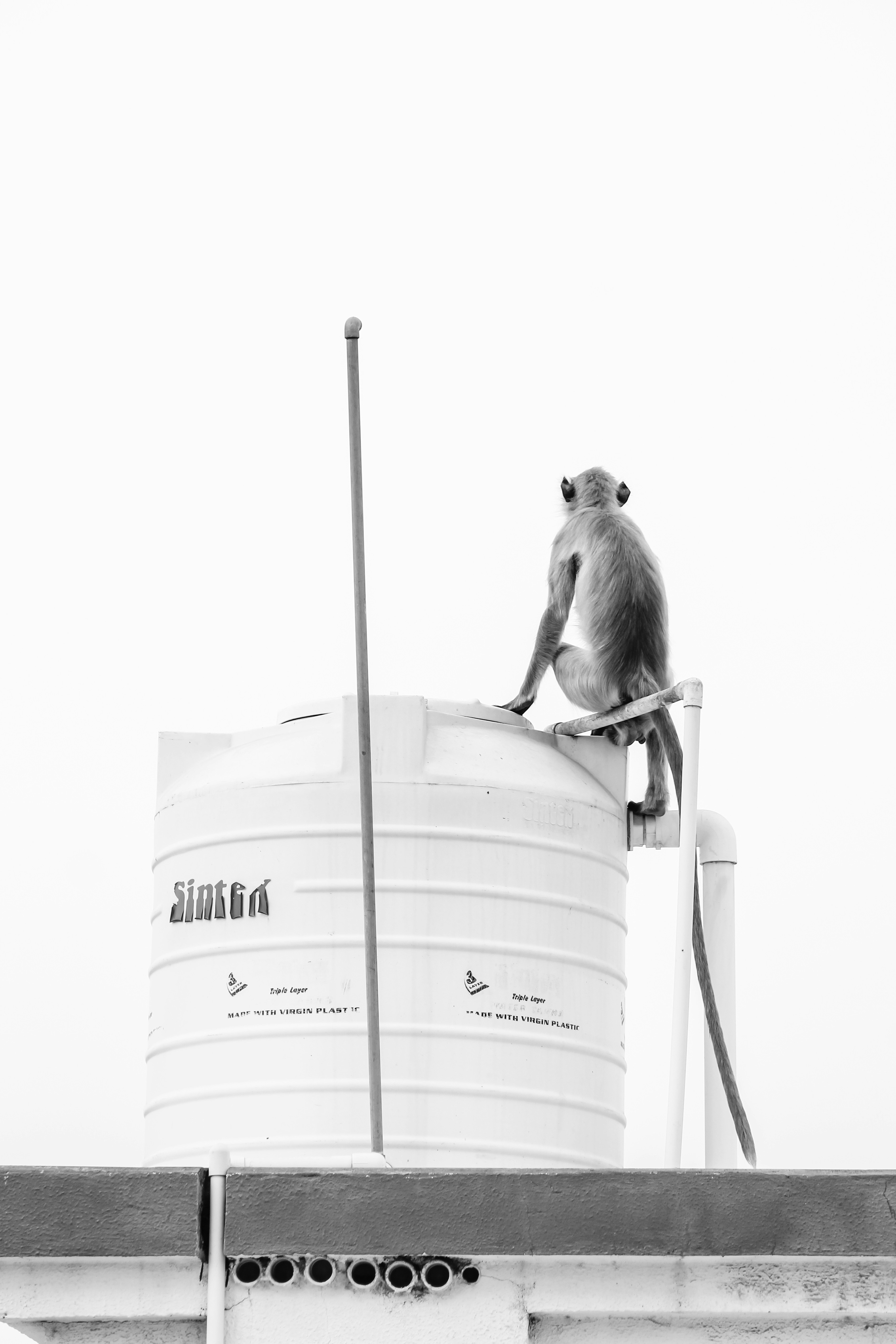 Monk at the Tank: A lone macaque surveying the rooftop perch
