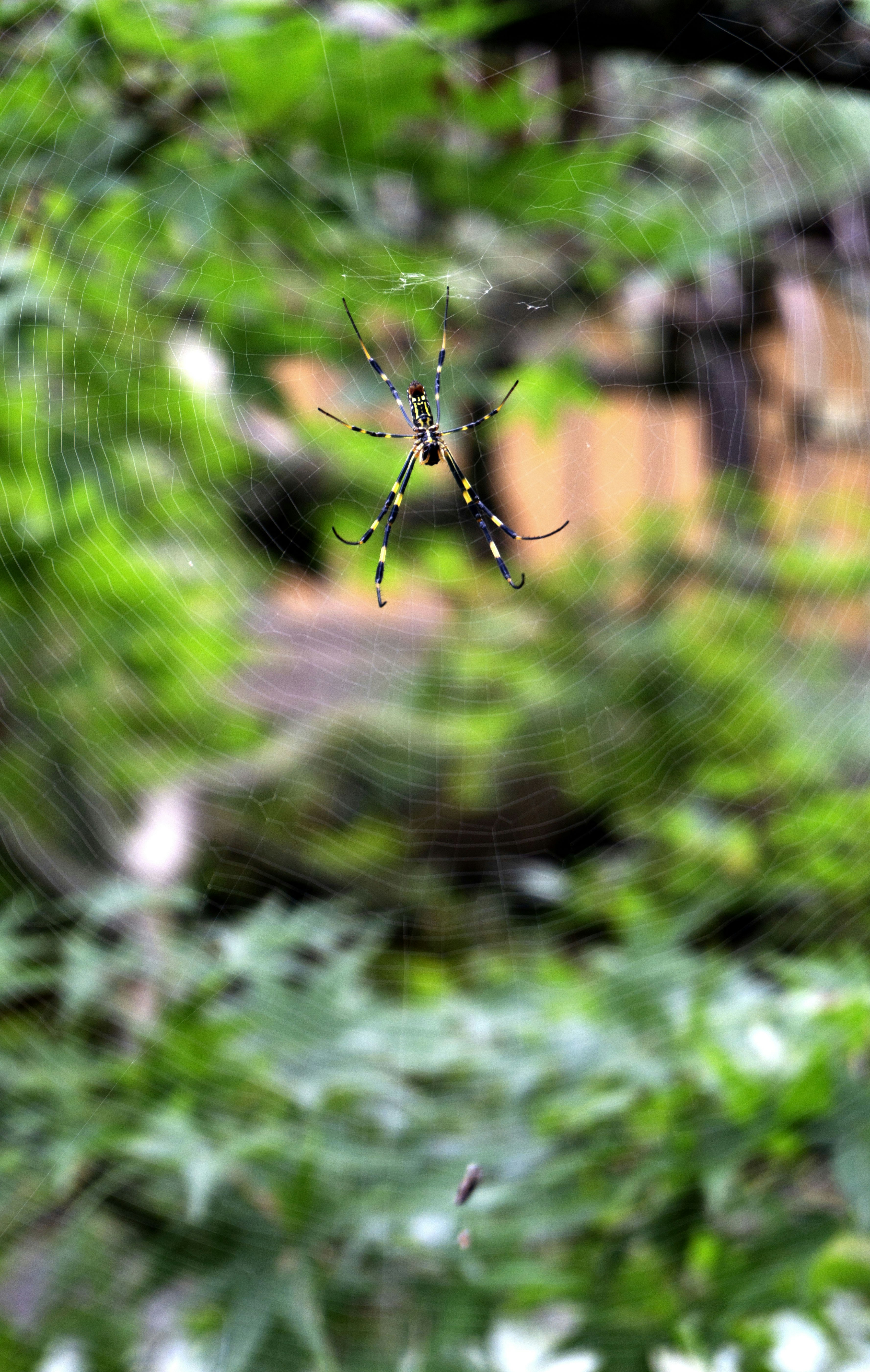 Orb-weaver in the Web: Centered Grace Within a Garden Veil