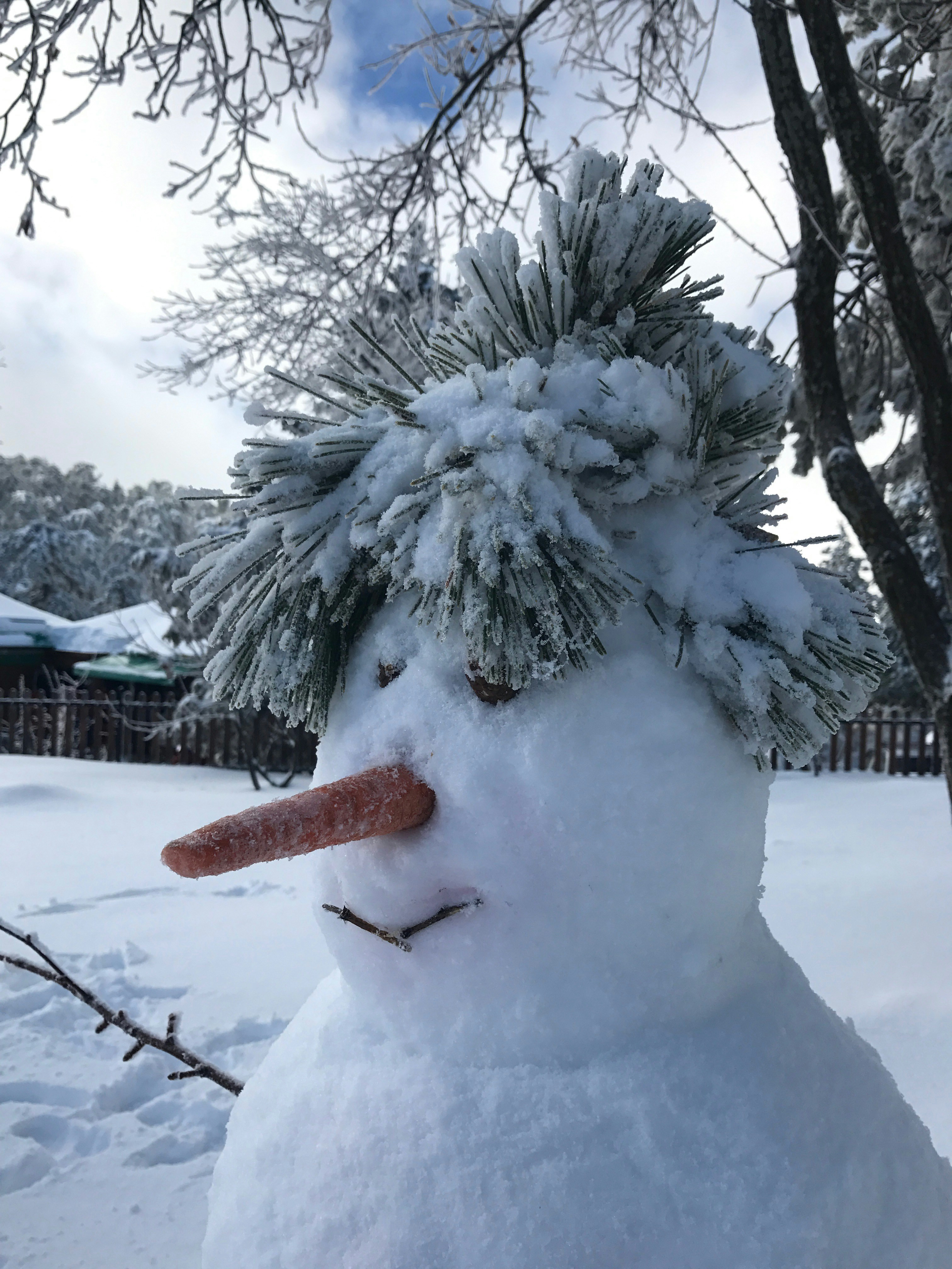 Carrot Nose under a Pine Crown: A Snowman in Frosty Stillness