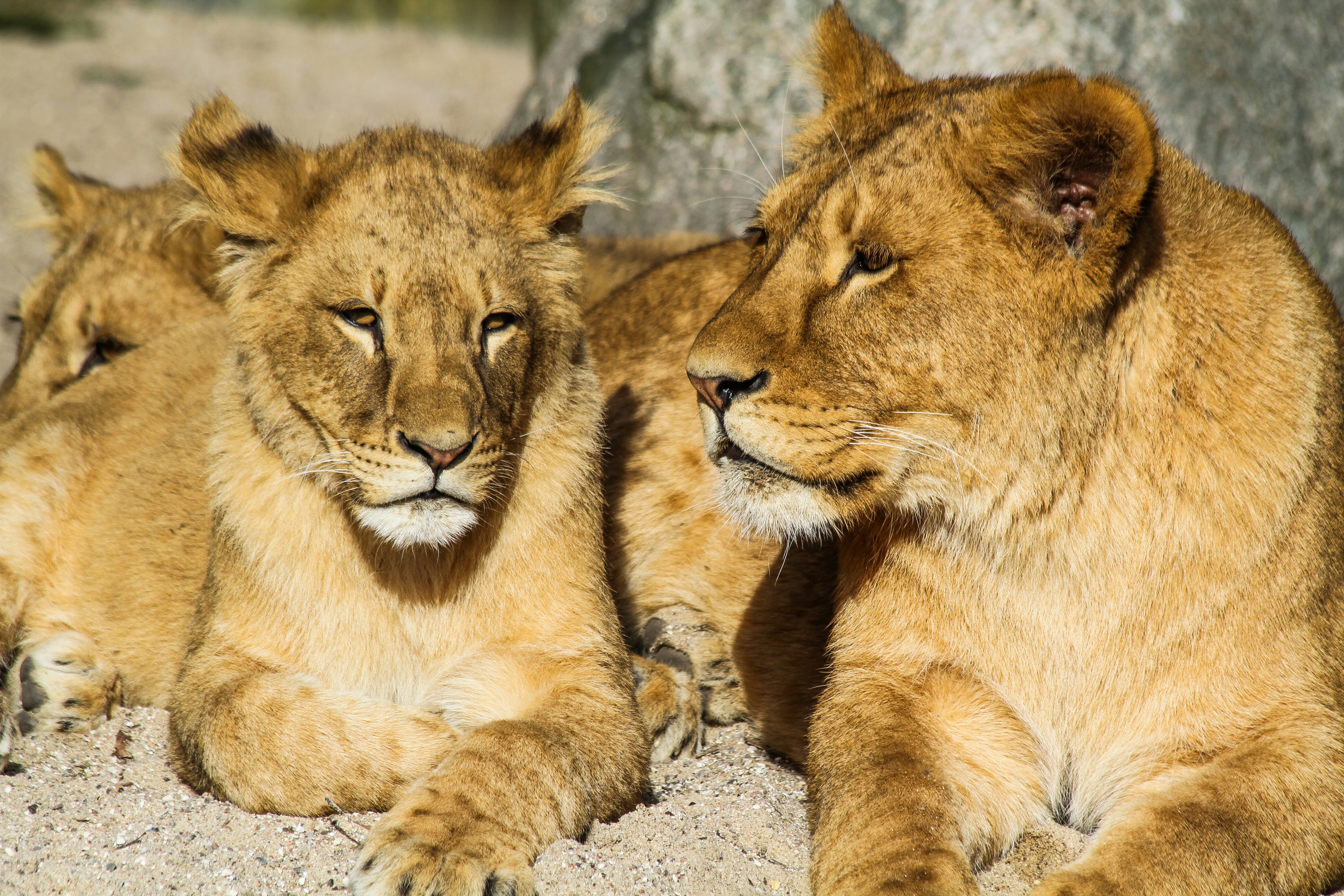 Several lions photo – Free Copenhagen zoo Image on Unsplash
