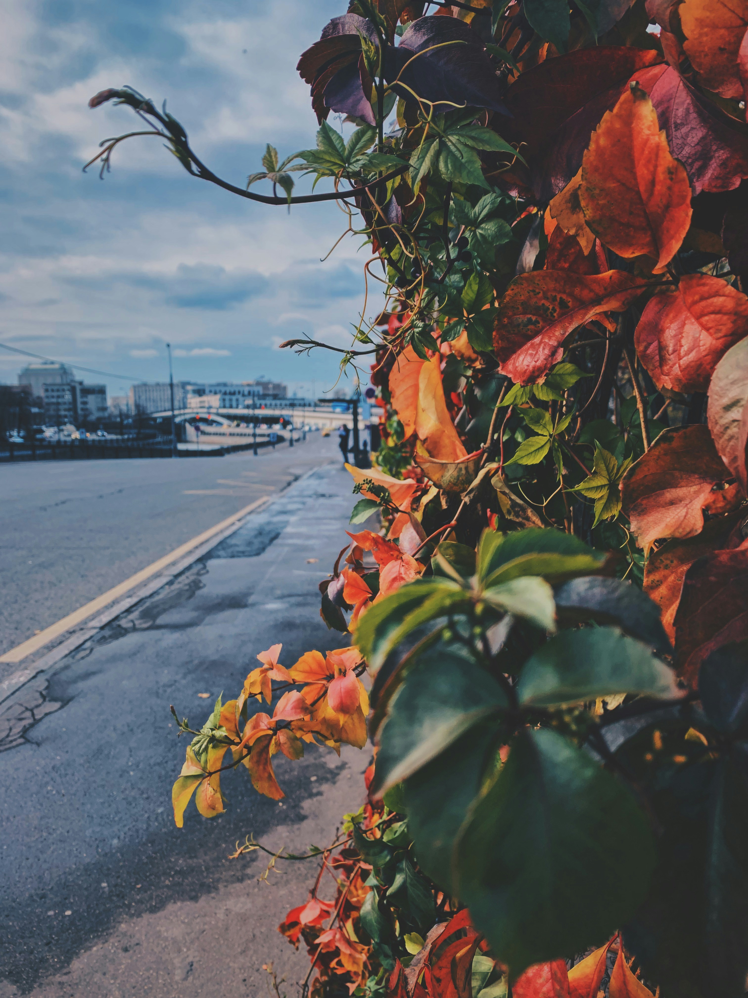 Moscow fall leaves 