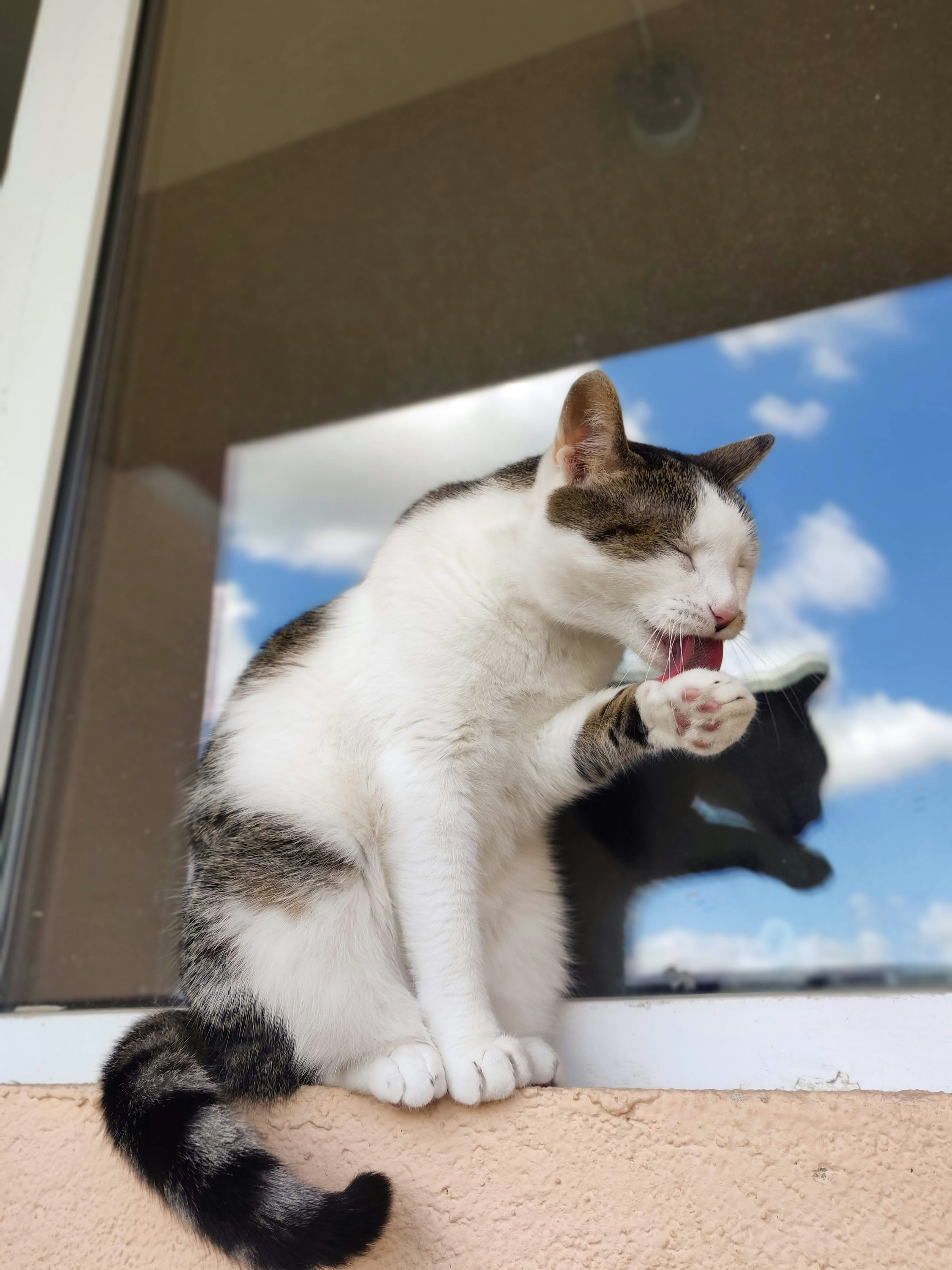 A cat elegantly grooming itself while perched on a windowsill, reflecting a serene sky in the glass behind it.